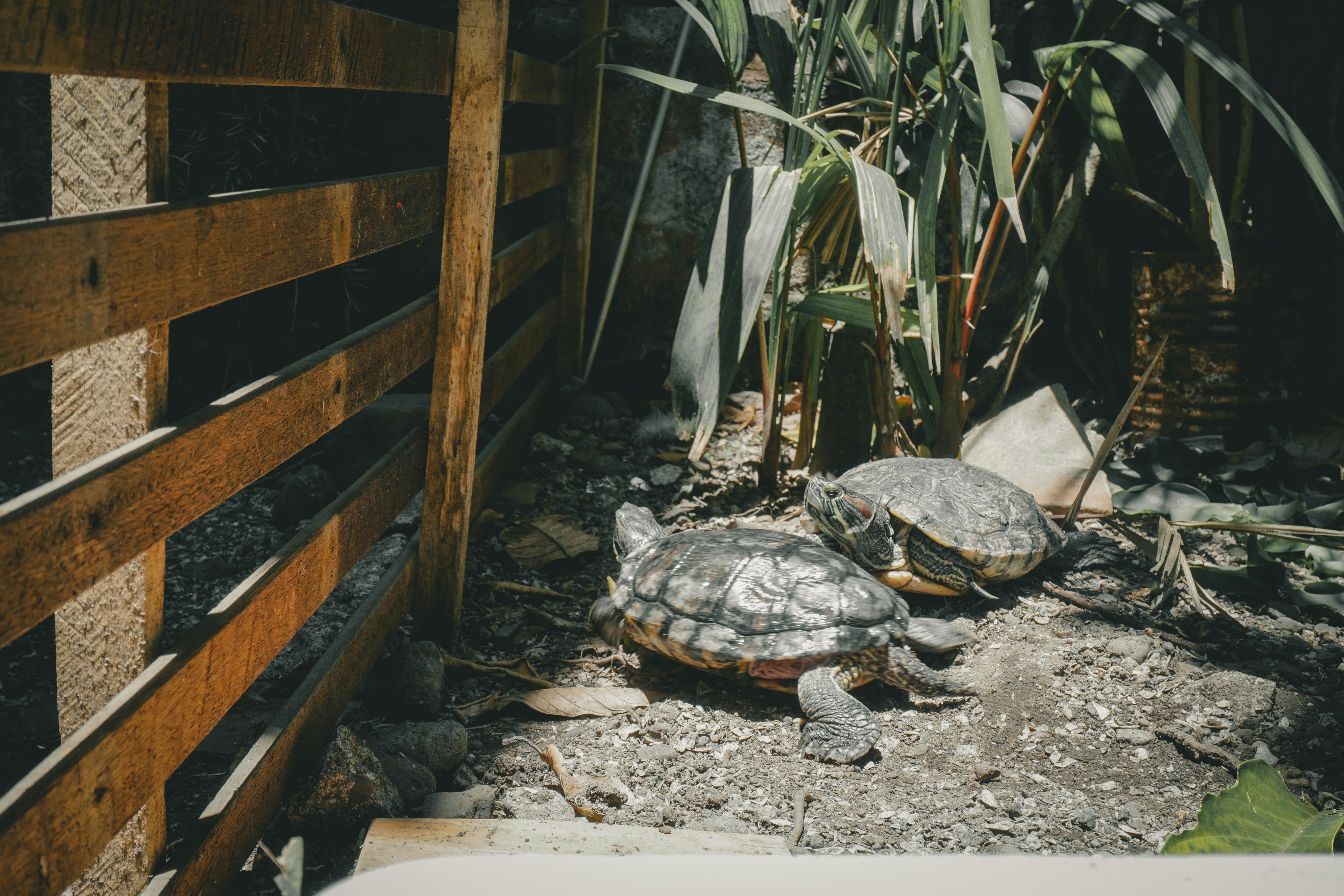 Colorful Turtles Photos, Download The BEST Free Colorful Turtles Stock ...