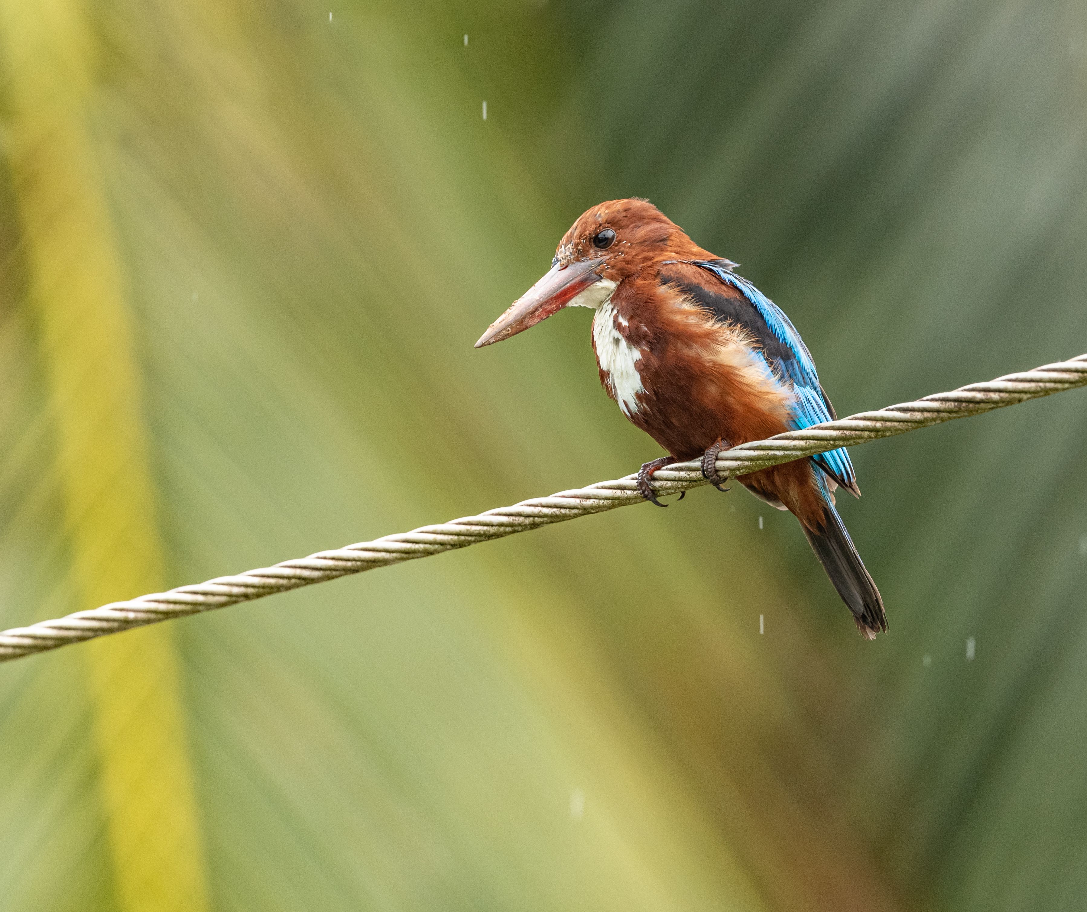 Blue and Brown Bird on Rope · Free Stock Photo