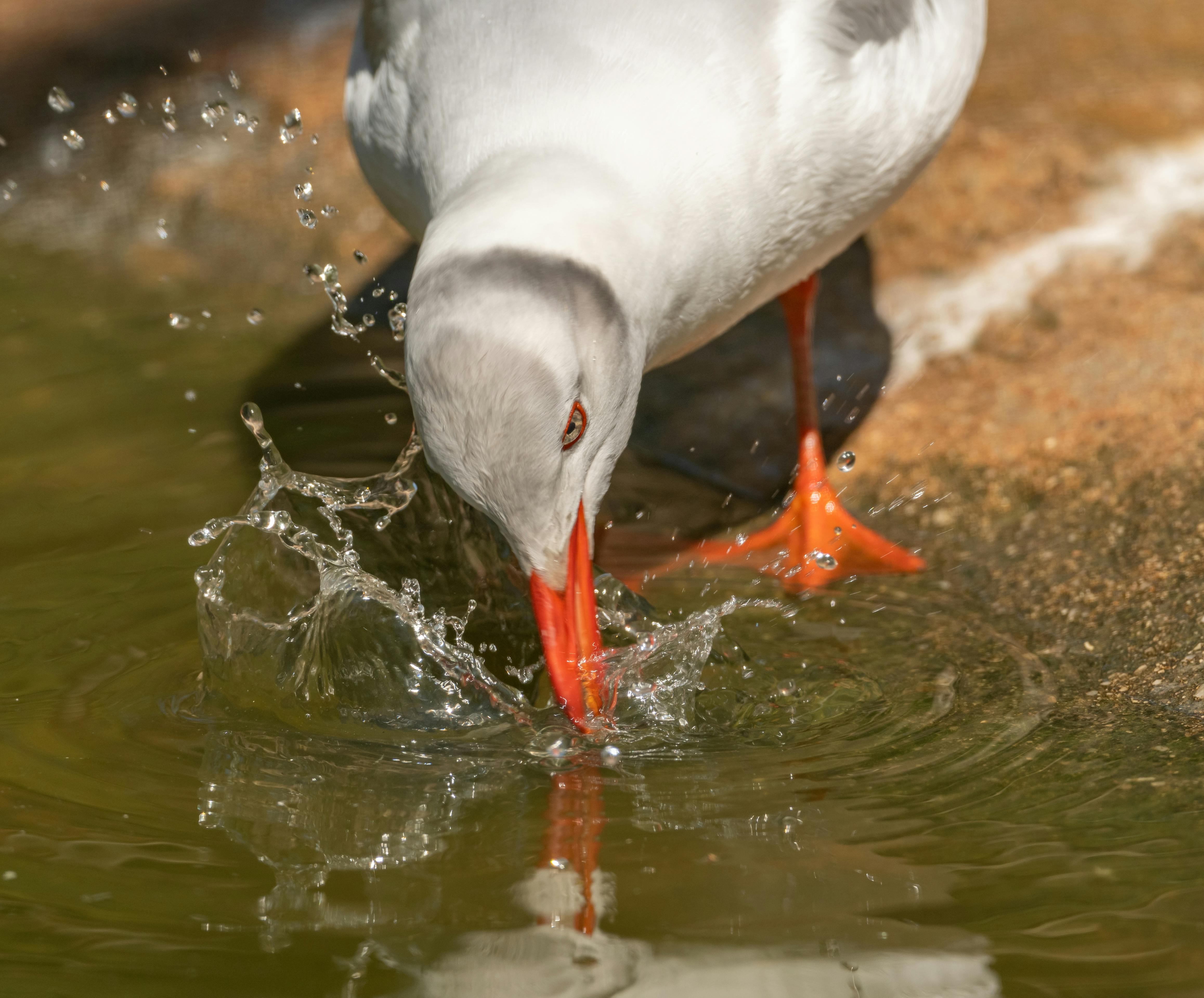 Seagull Drinking Water · Free Stock Photo