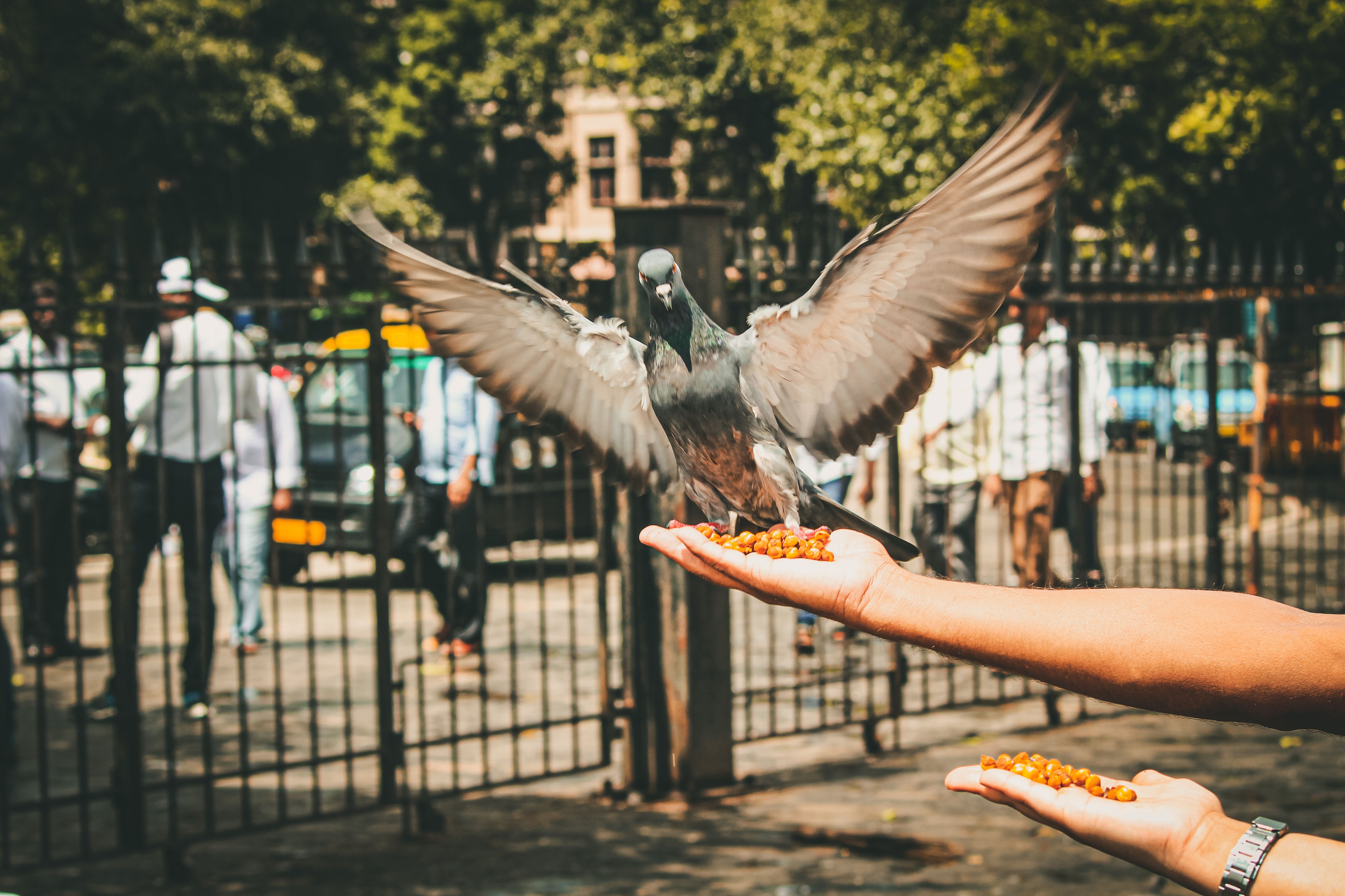 Feeding Pigeons · Free Stock Photo