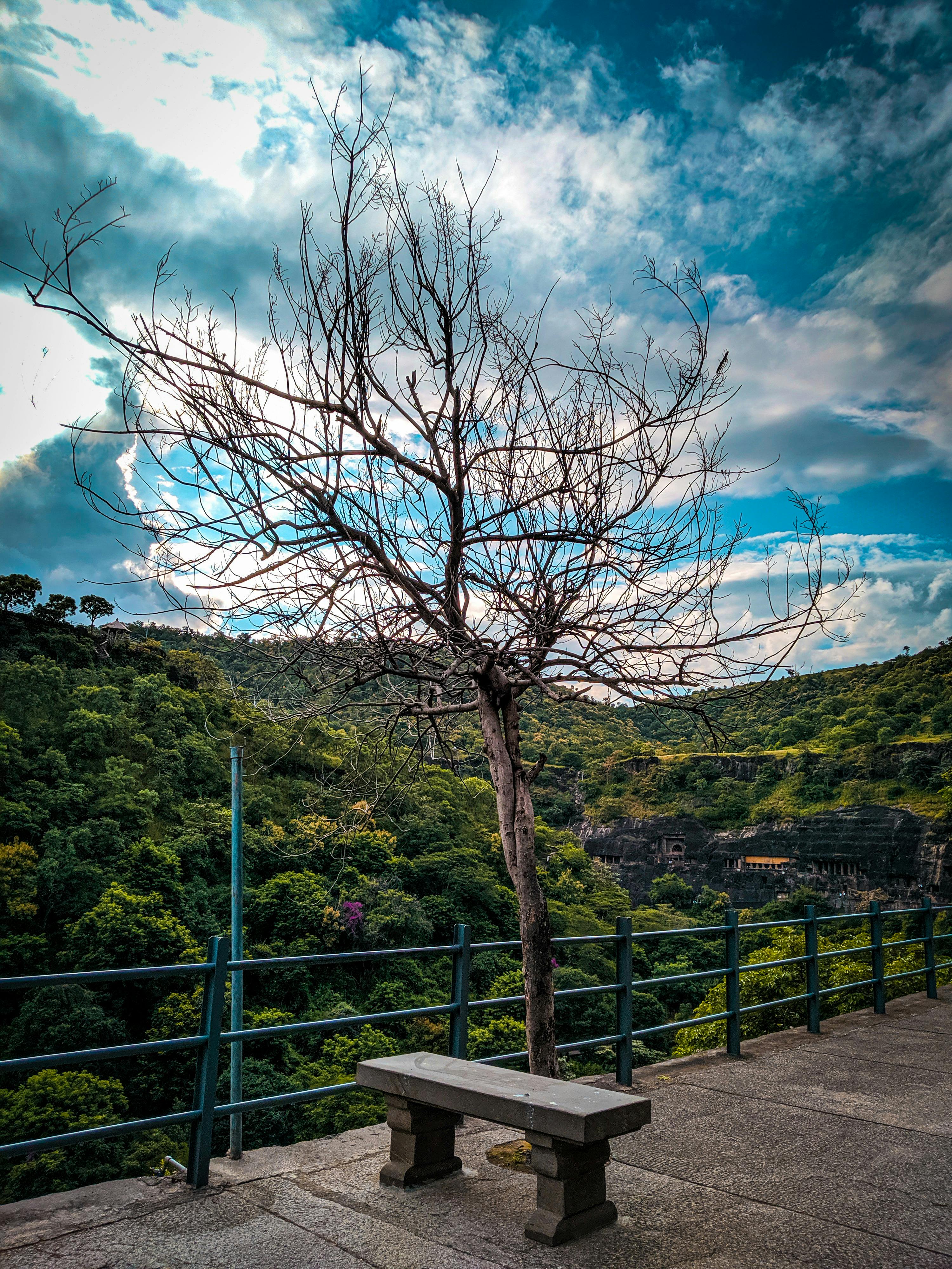 Brown Leave Less Tree during Sunset · Free Stock Photo