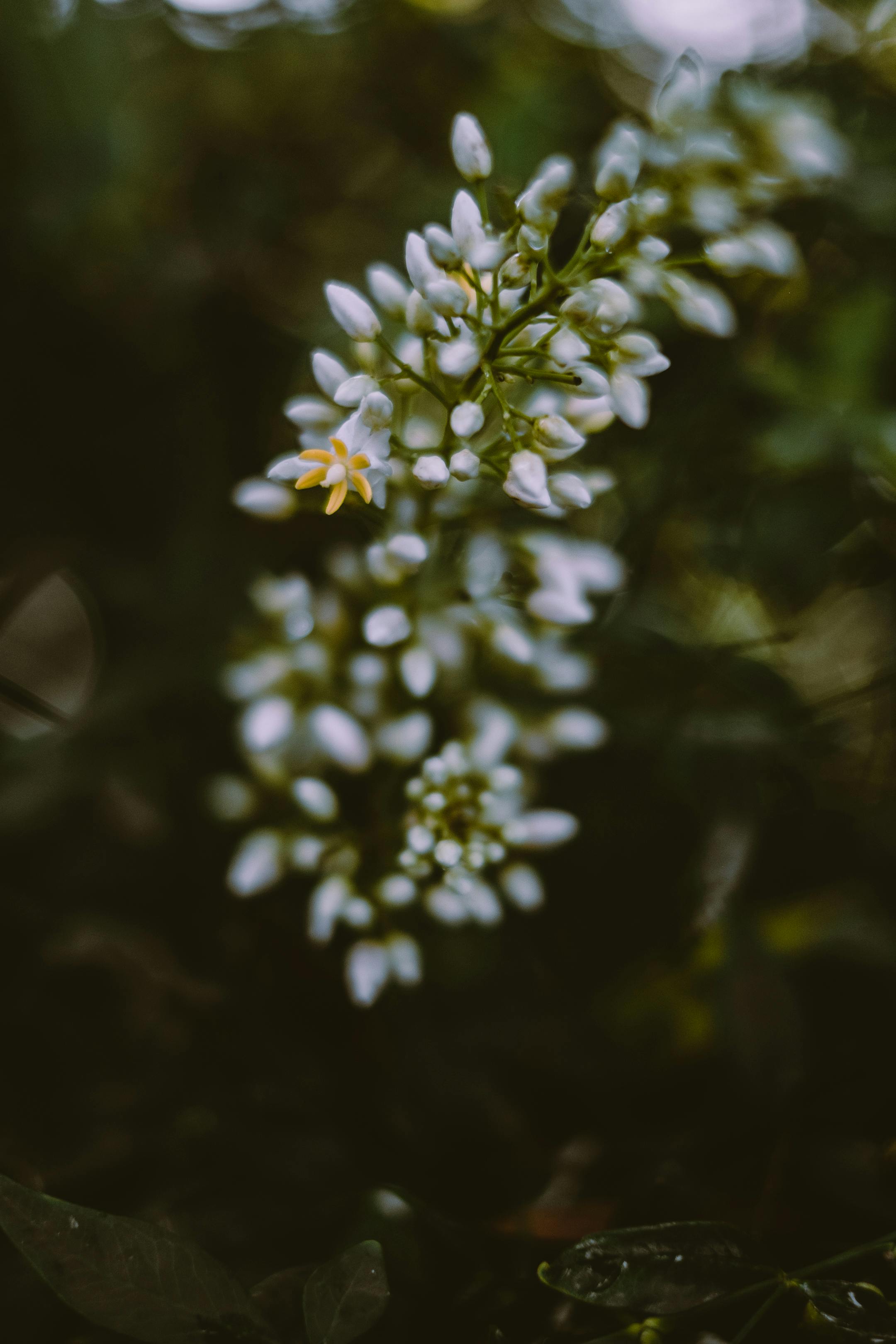 Flowering heavenly bamboo plant in garden · Free Stock Photo