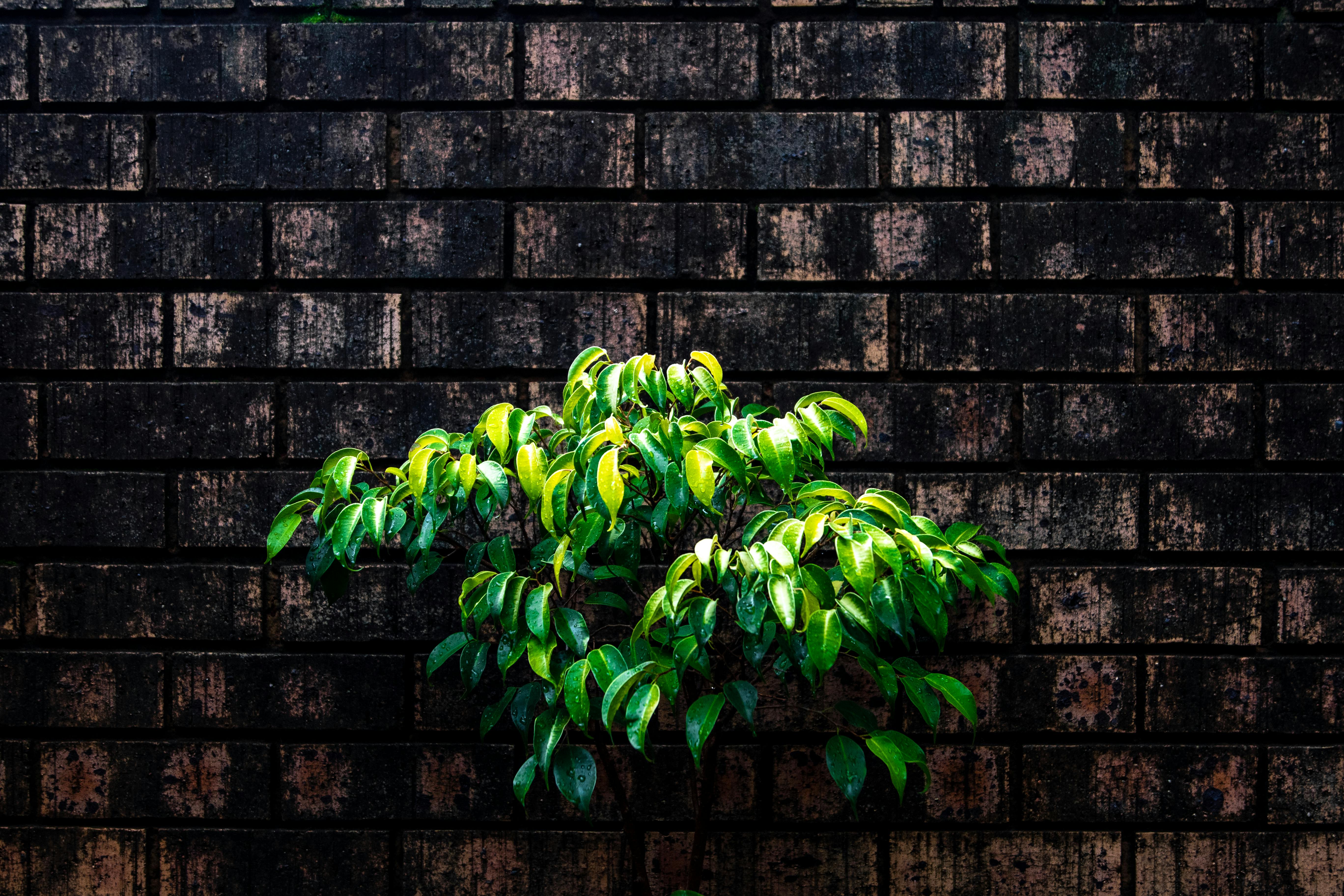 Green leaves - Privet / Ligustrum · Free Stock Photo