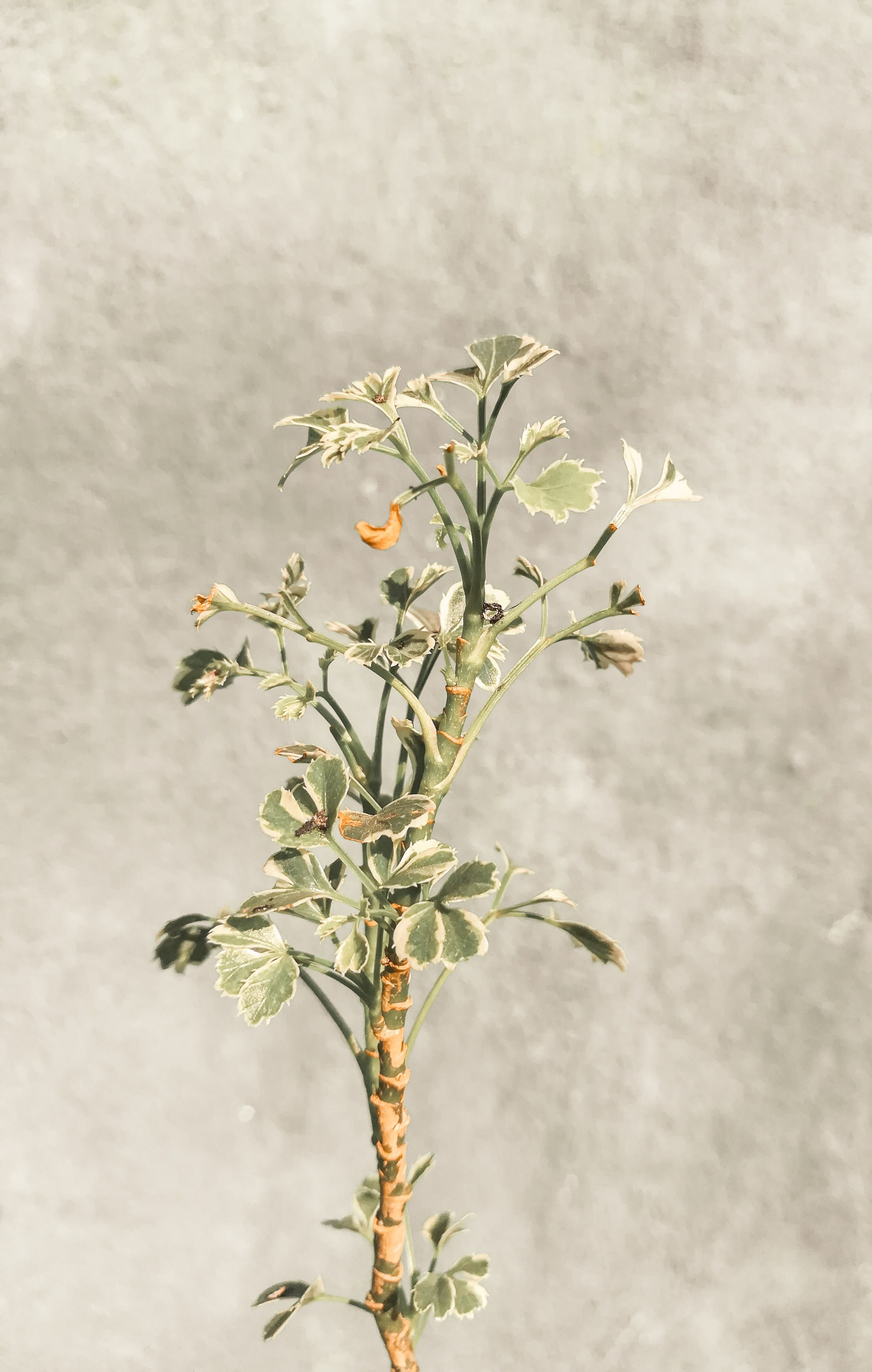 Green Plant Near Concrete Wall · Free Stock Photo