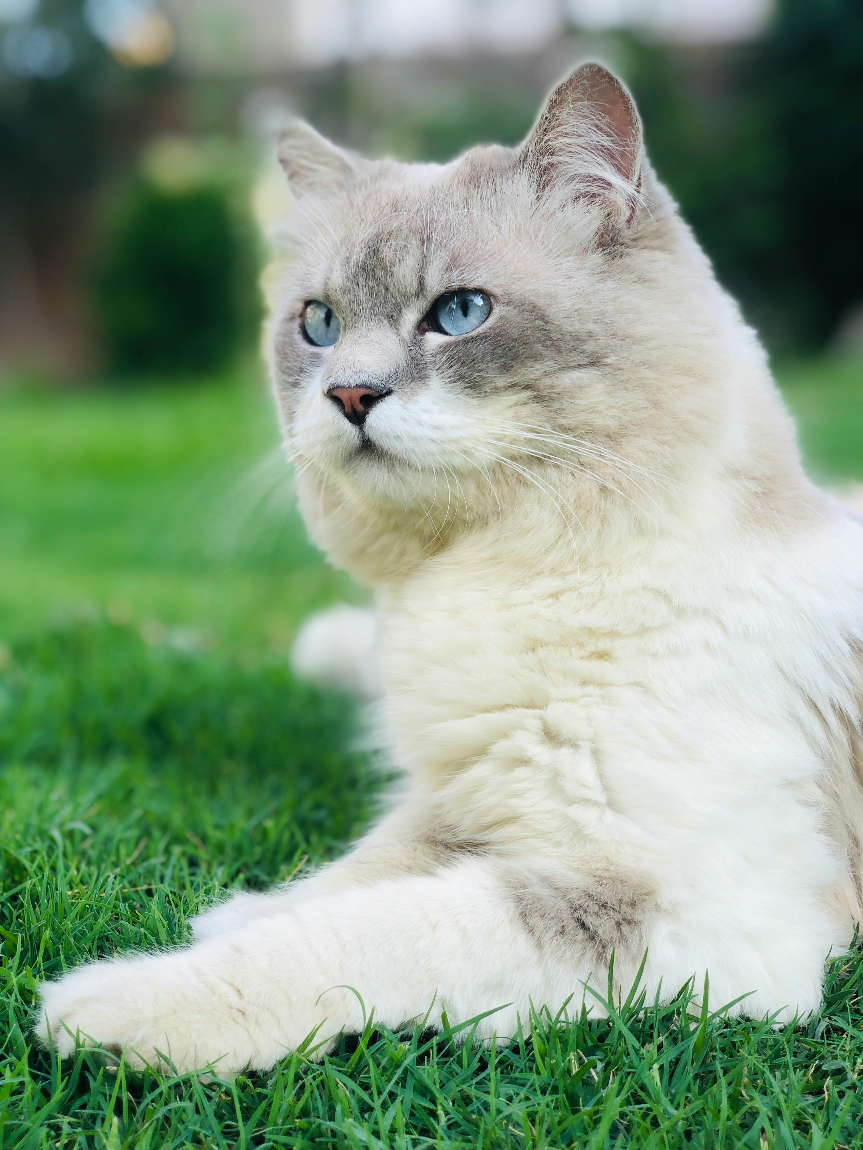 Cat Looking Towards Right · Free Stock Photo