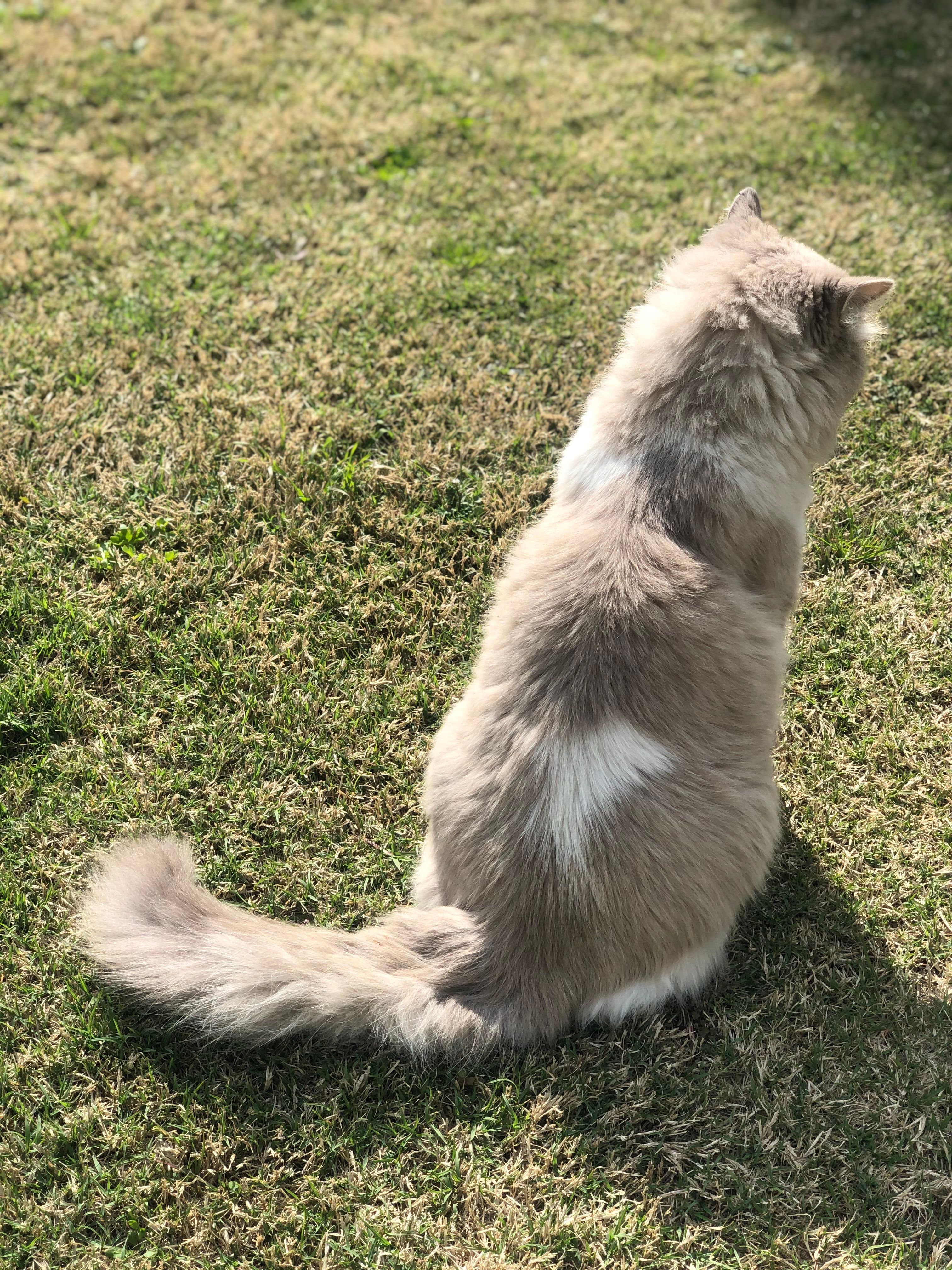 Cat From Back Photos, Download The BEST Free Cat From Back Stock Photos ...
