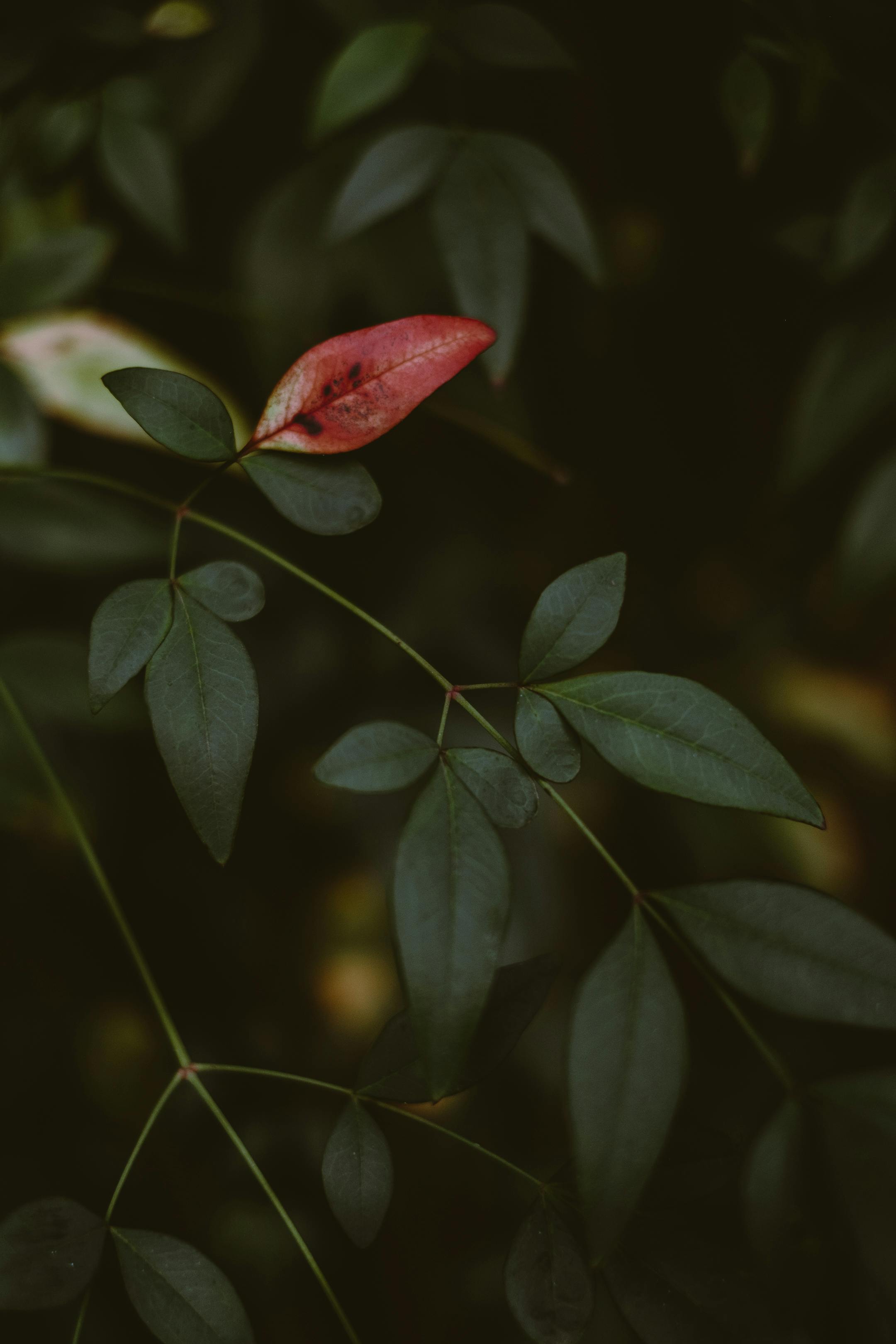 Red Leaf in Tilt Shift Lens · Free Stock Photo