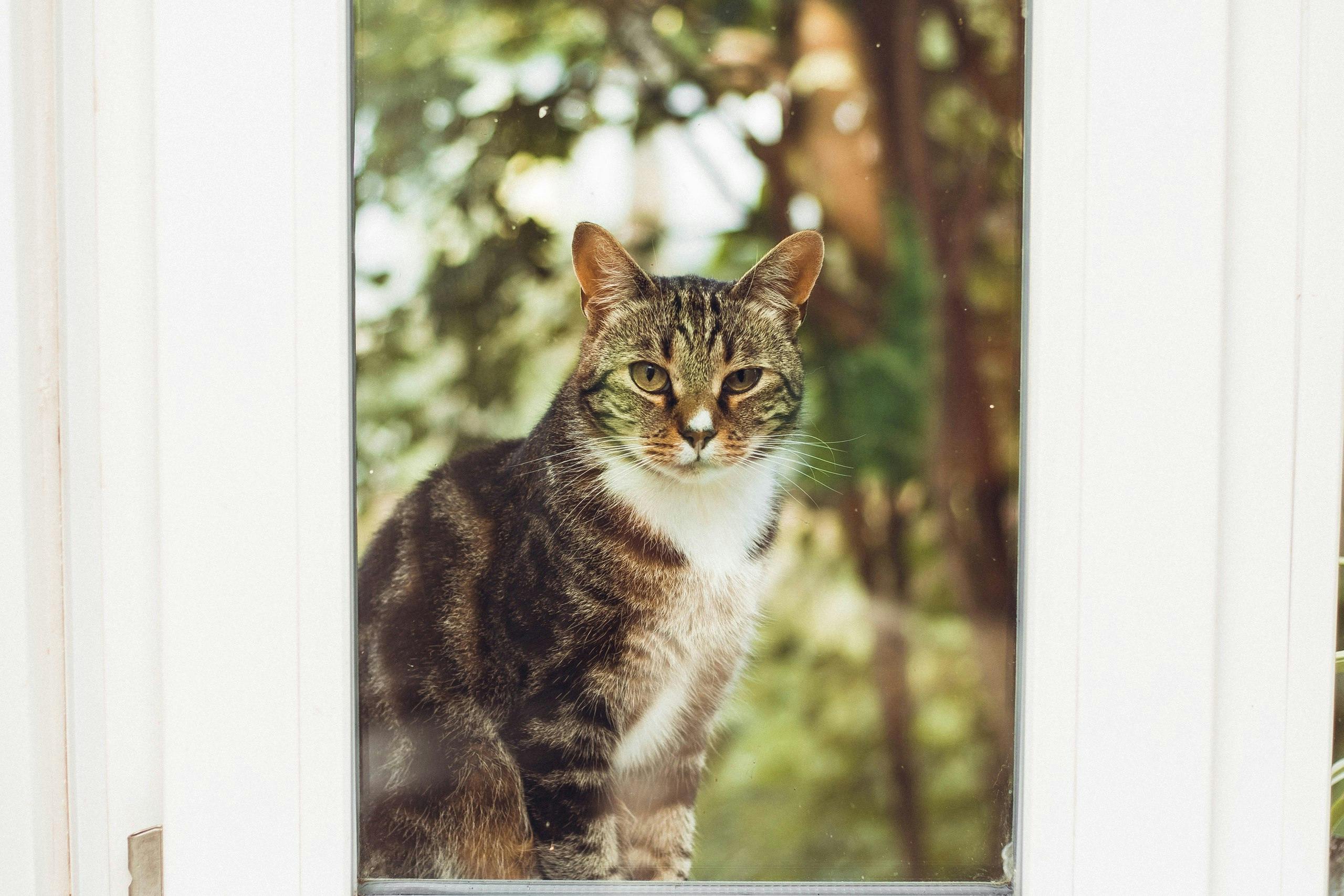 Cute cat sitting on windowsill against green trees · Free Stock Photo