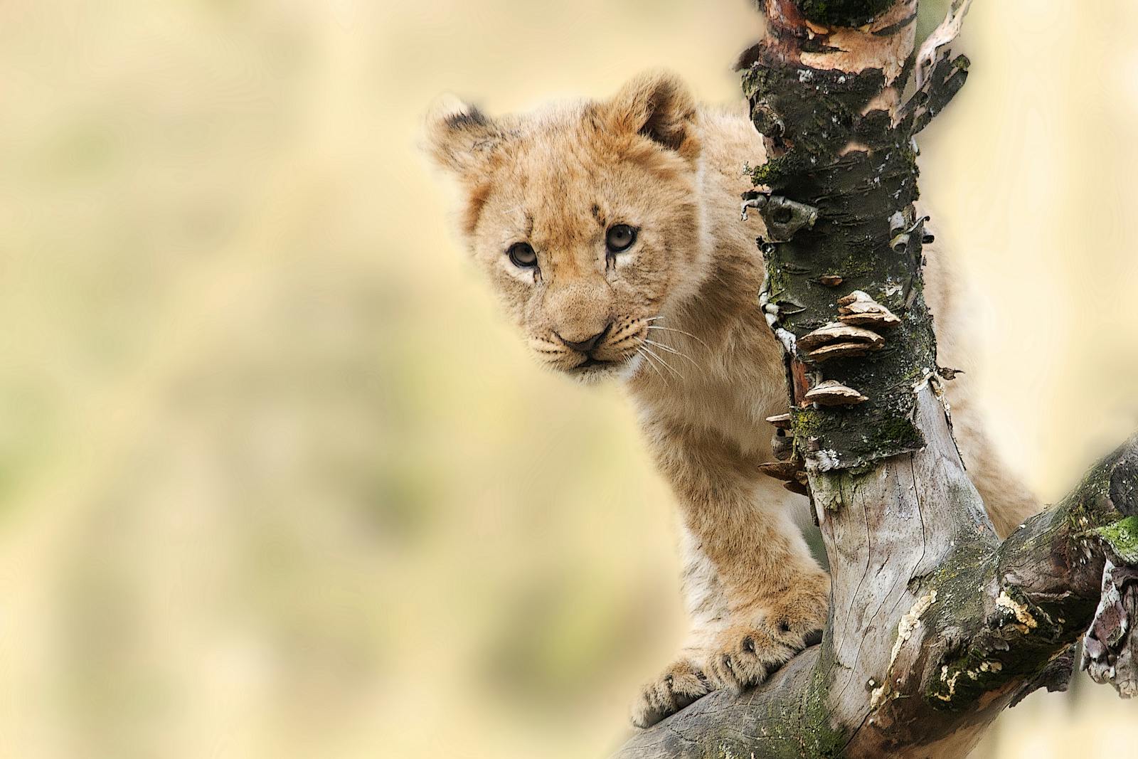 Lion Cub Photos, Download The BEST Free Lion Cub Stock Photos & HD Images