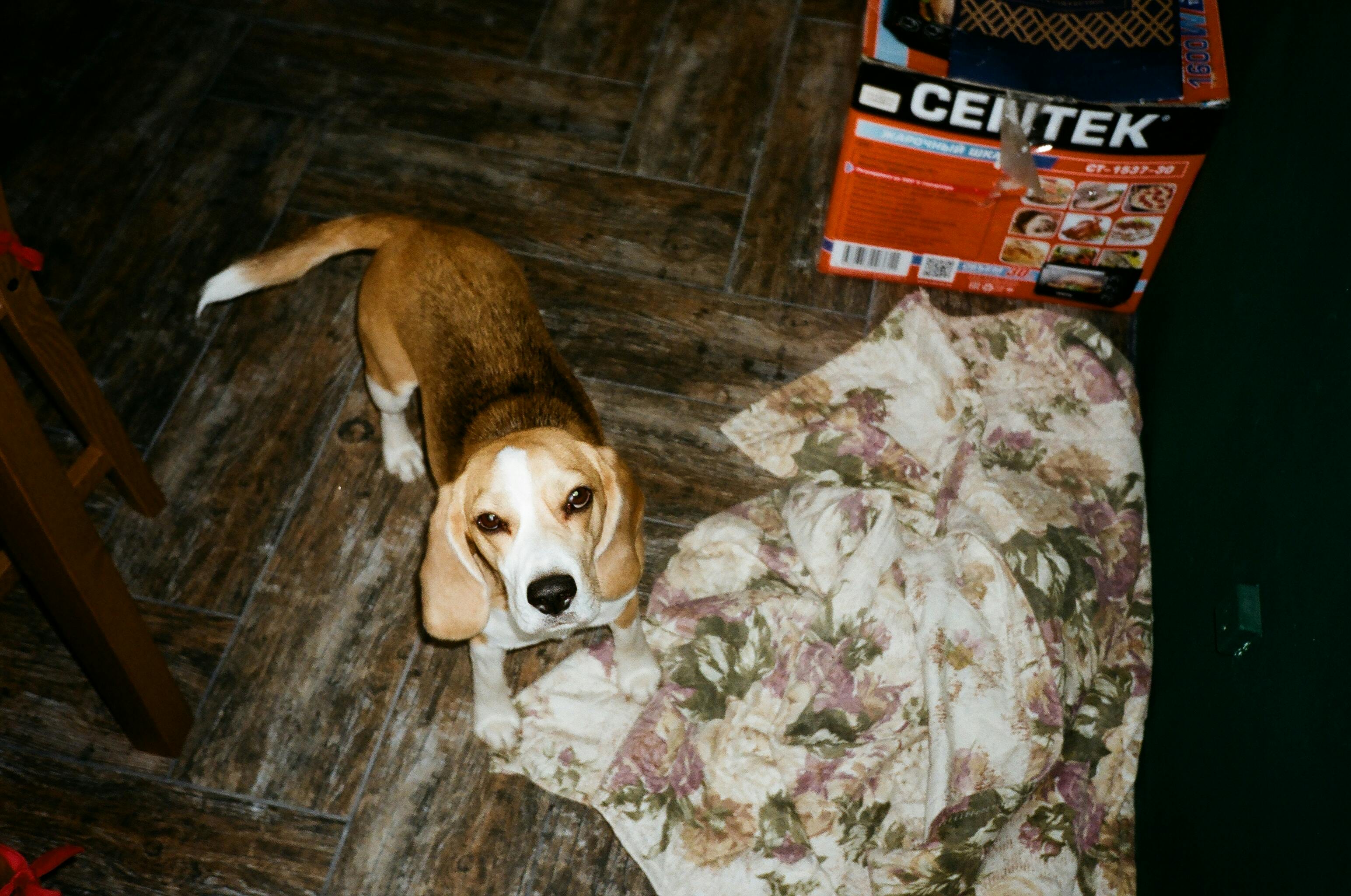 Dog Biting Rope of Person Holding Rope · Free Stock Photo
