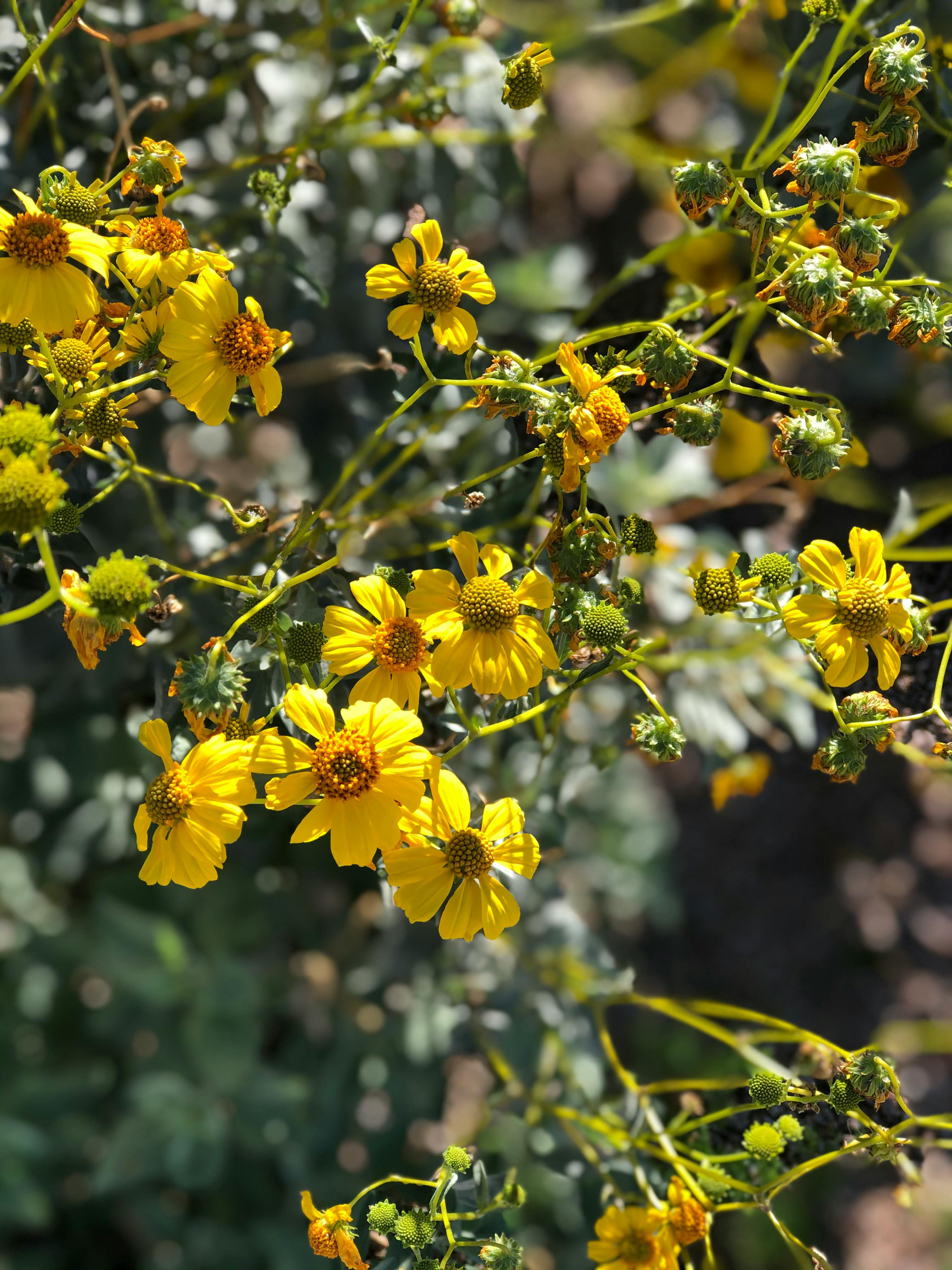 Close-up of a Spanish Broom Flower · Free Stock Photo
