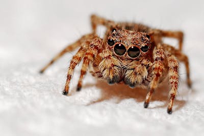 4,000+ Best Spider Photos · 100% Free Download · Pexels Stock Photos