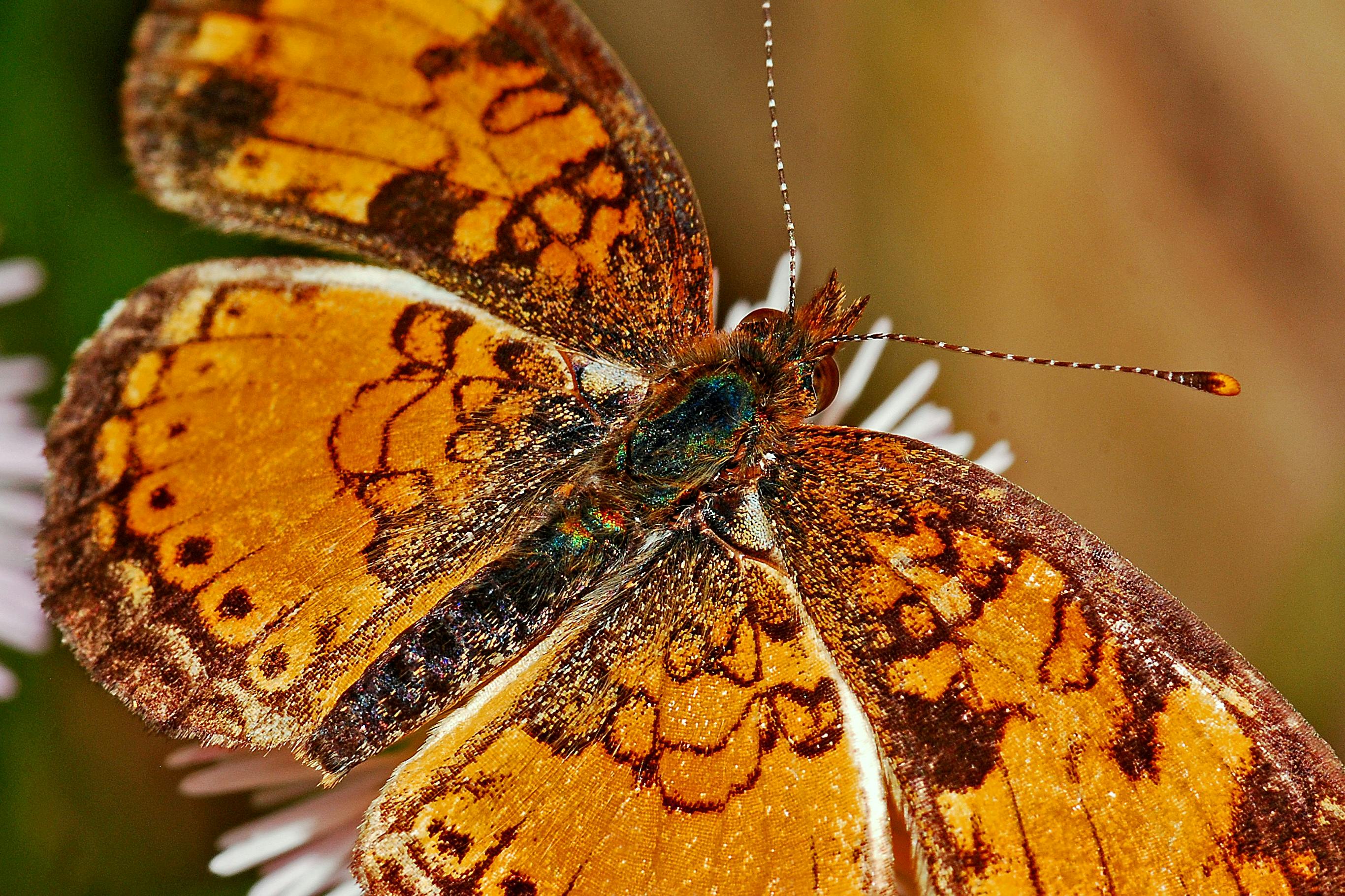 Macro Photography of a Pearl Crescent Butterfly · Free Stock Photo