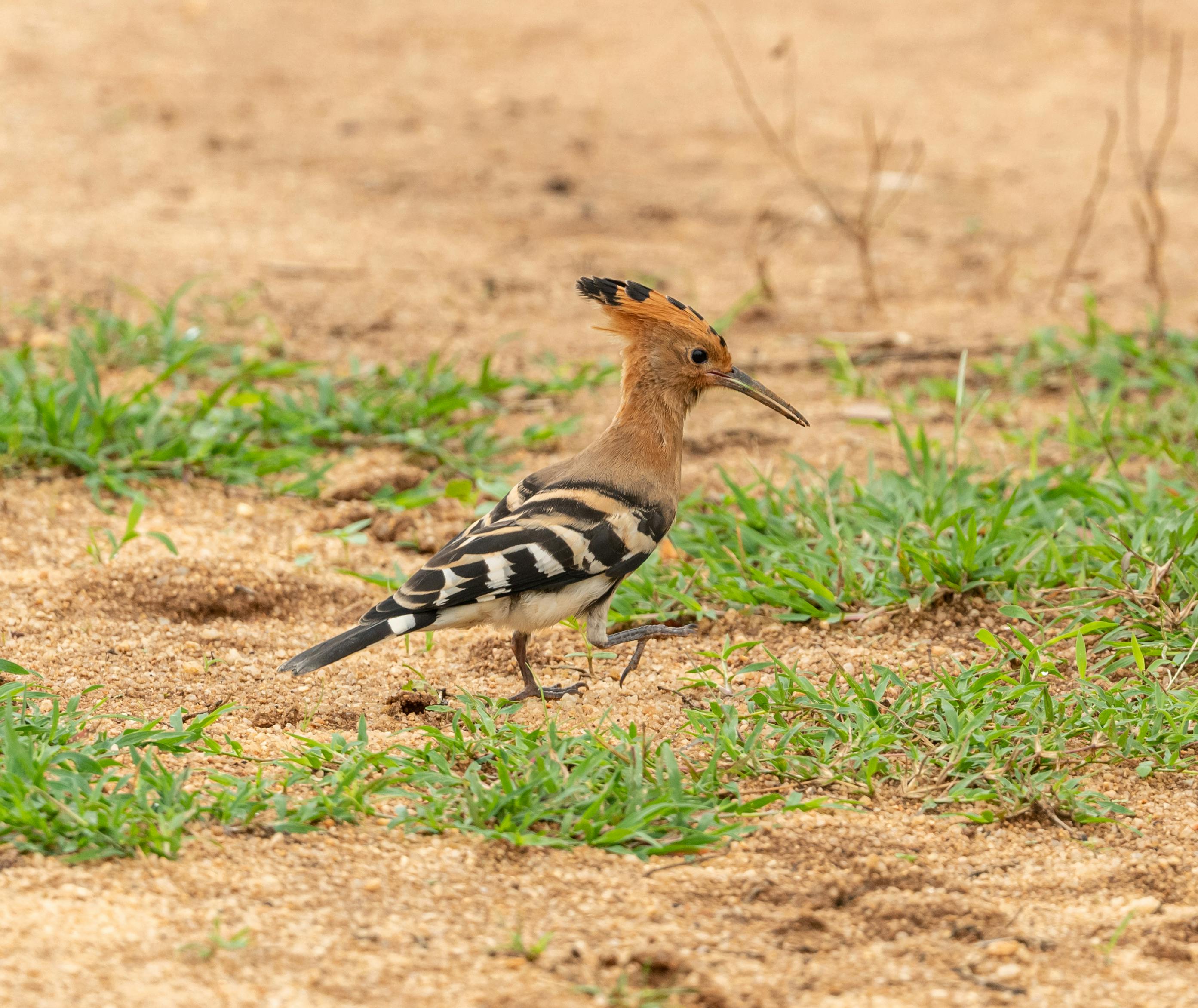 Bird on Ground · Free Stock Photo