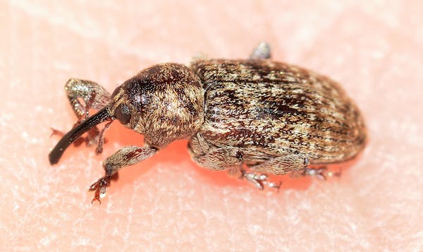 Filbert Weevil Photos, Download The BEST Free Filbert Weevil Stock ...