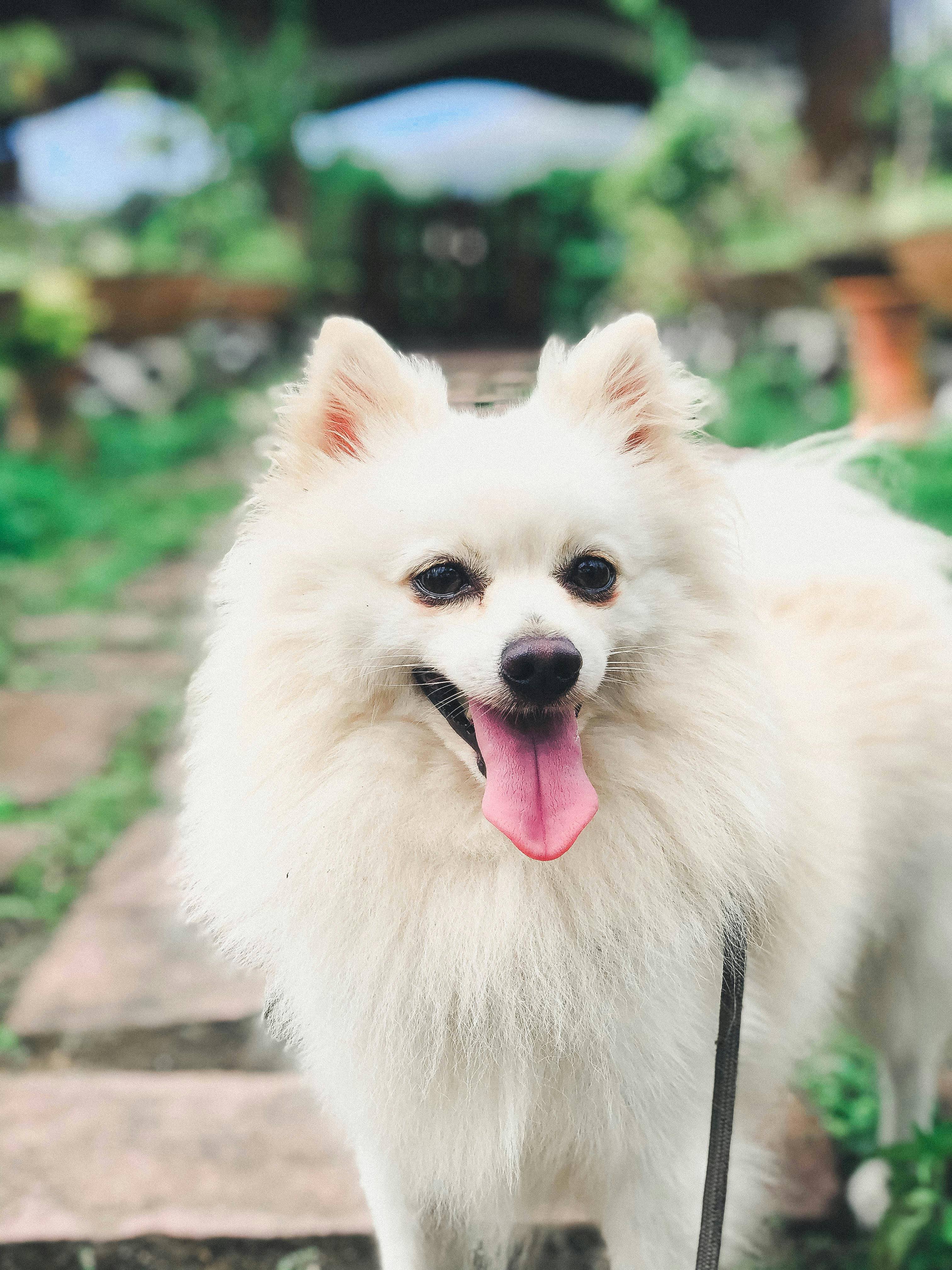 Brown Pomeranian Puppy in Close Up Photography · Free Stock Photo