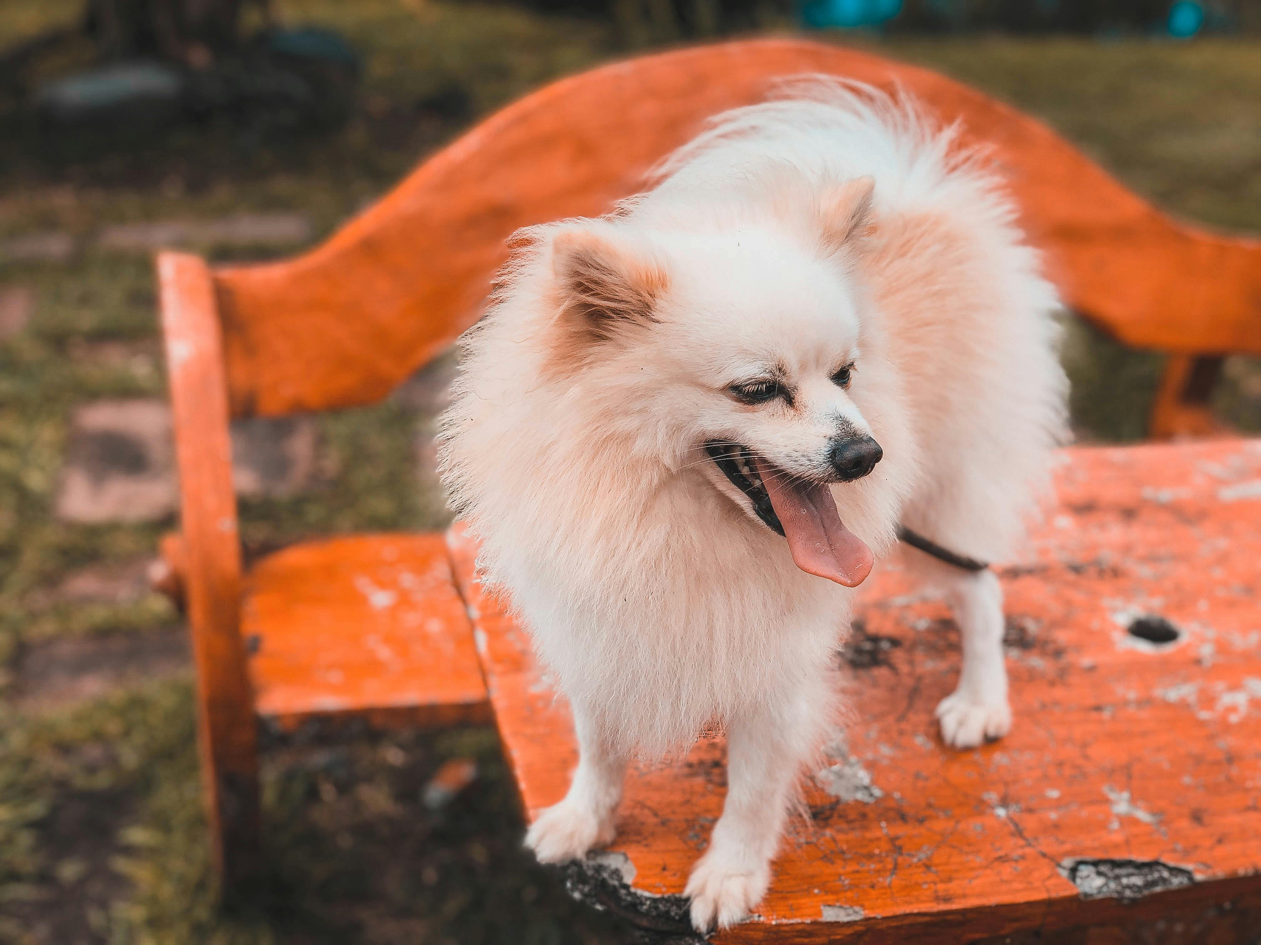 Dog on a Table · Free Stock Photo