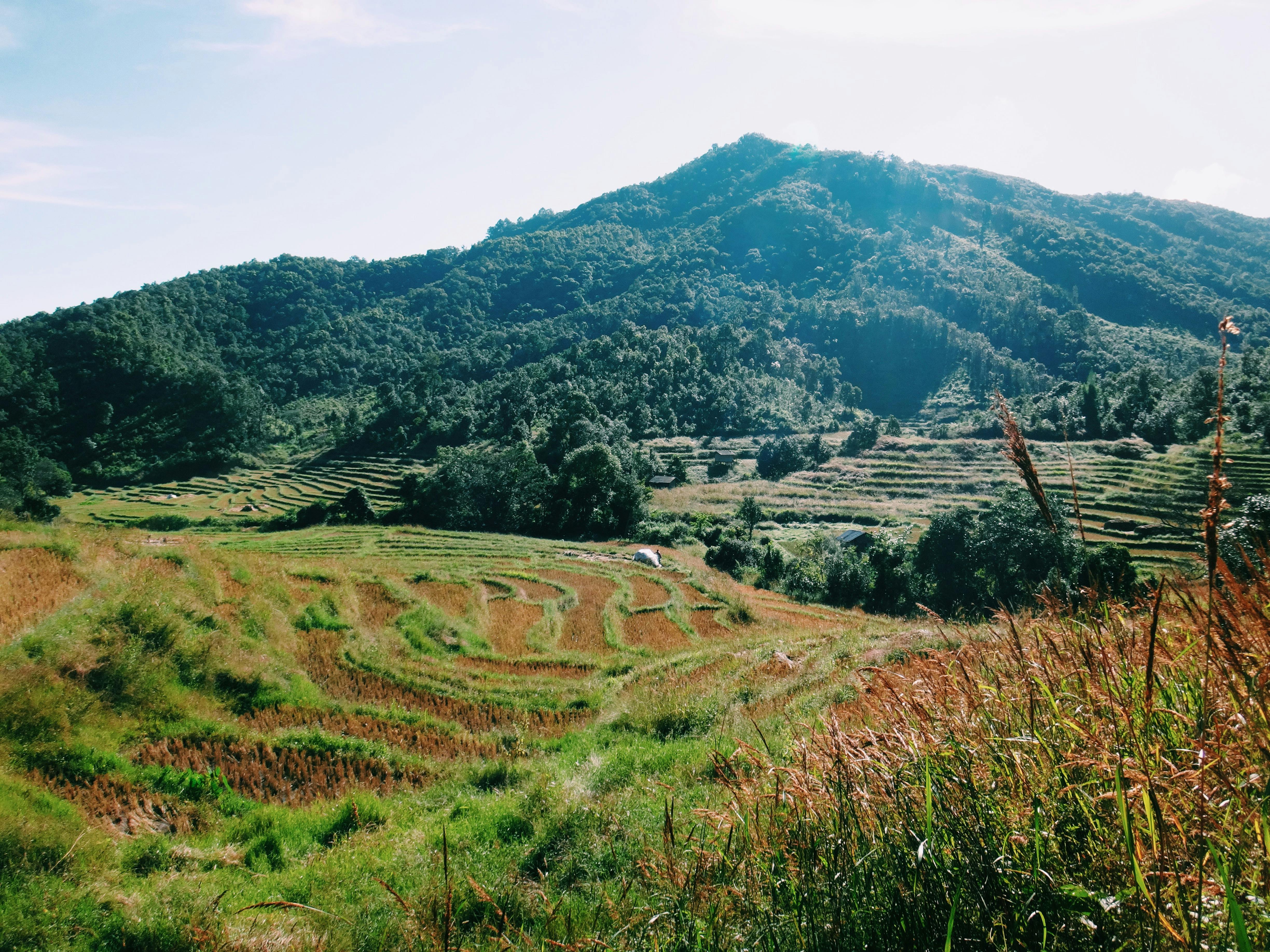 Green field near mountainous forest in summer day · Free Stock Photo