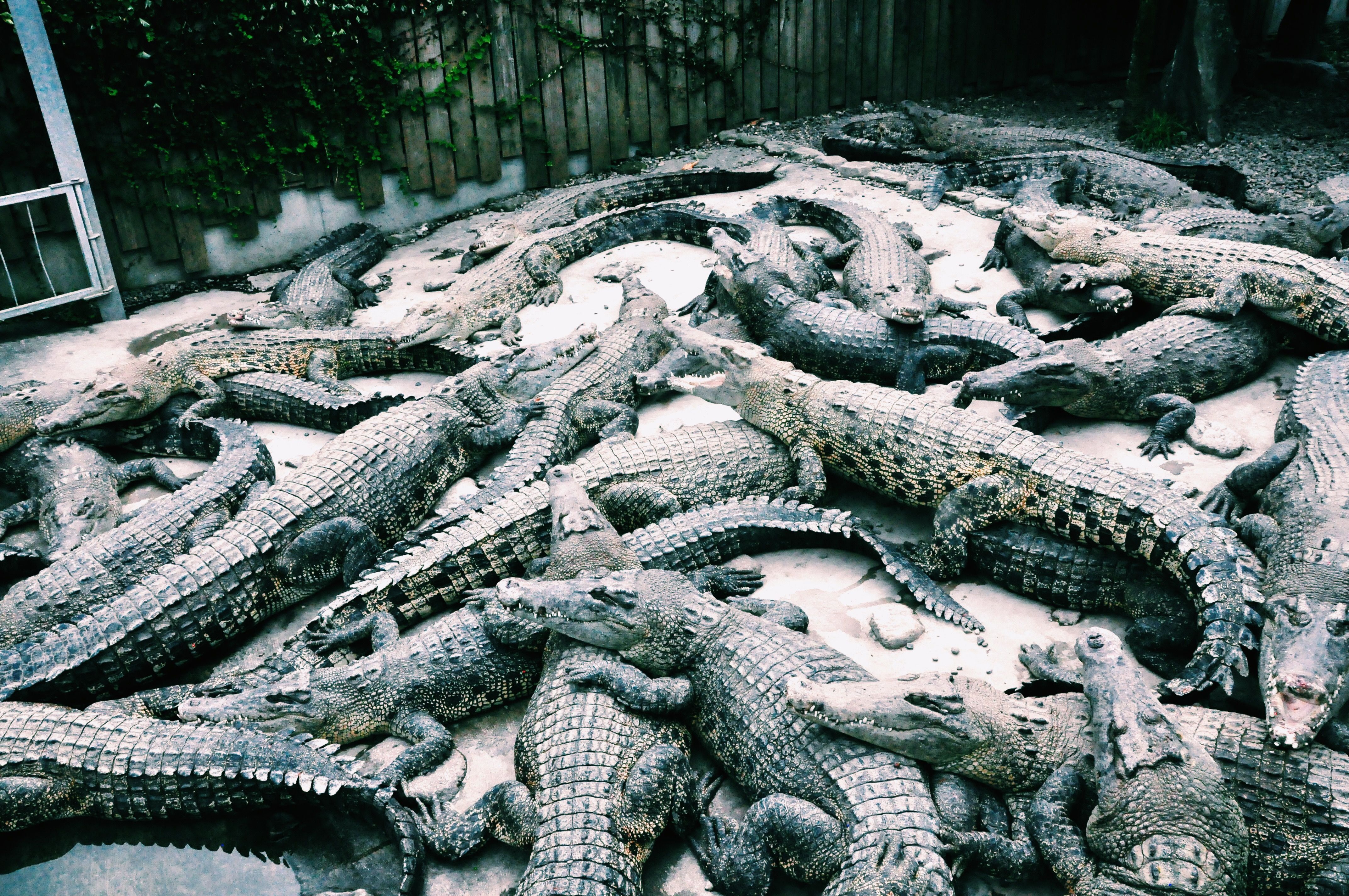 Crocodiles resting together in zoo cage · Free Stock Photo