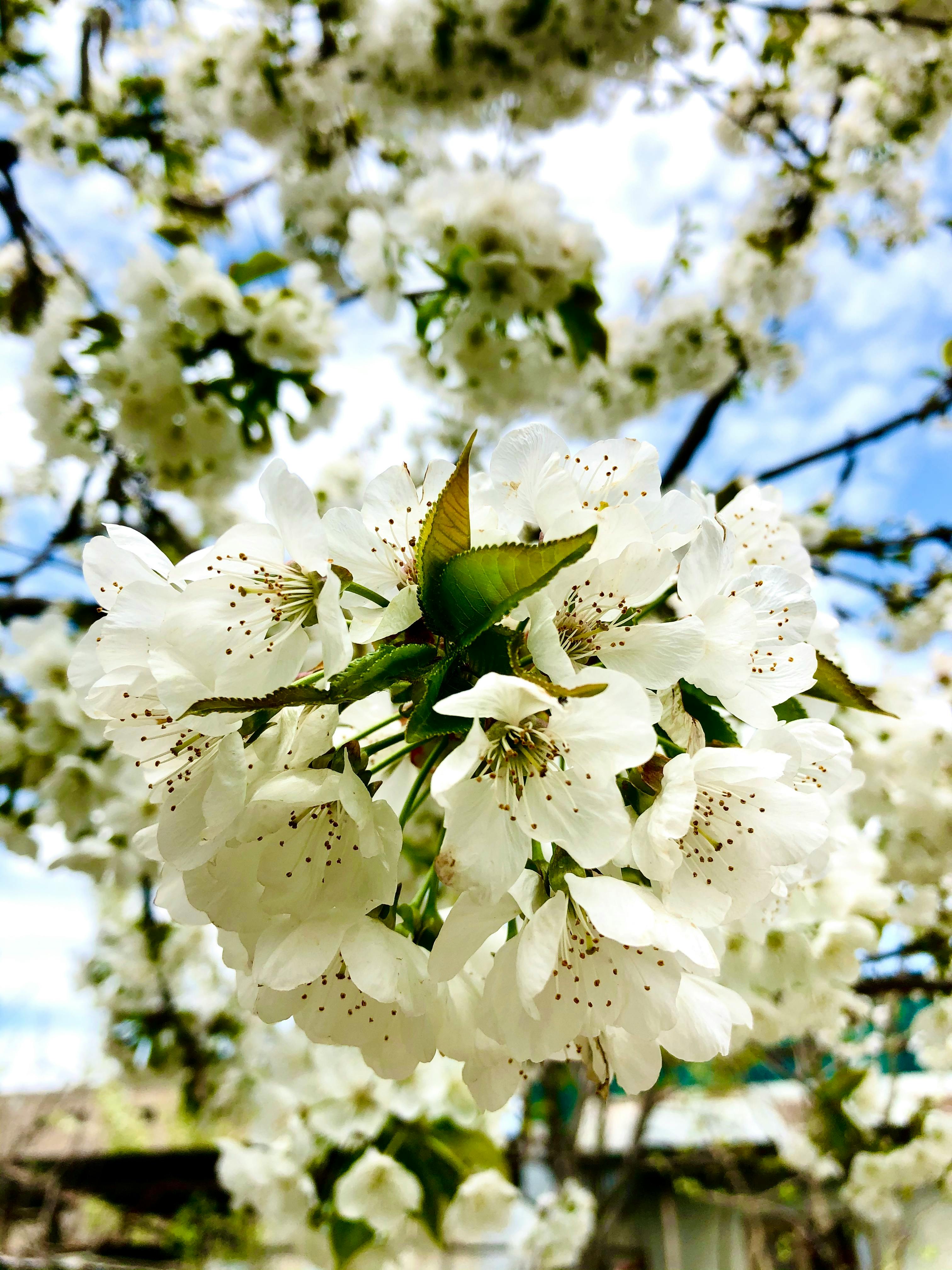 Blooming branch of tree on sunny spring day · Free Stock Photo