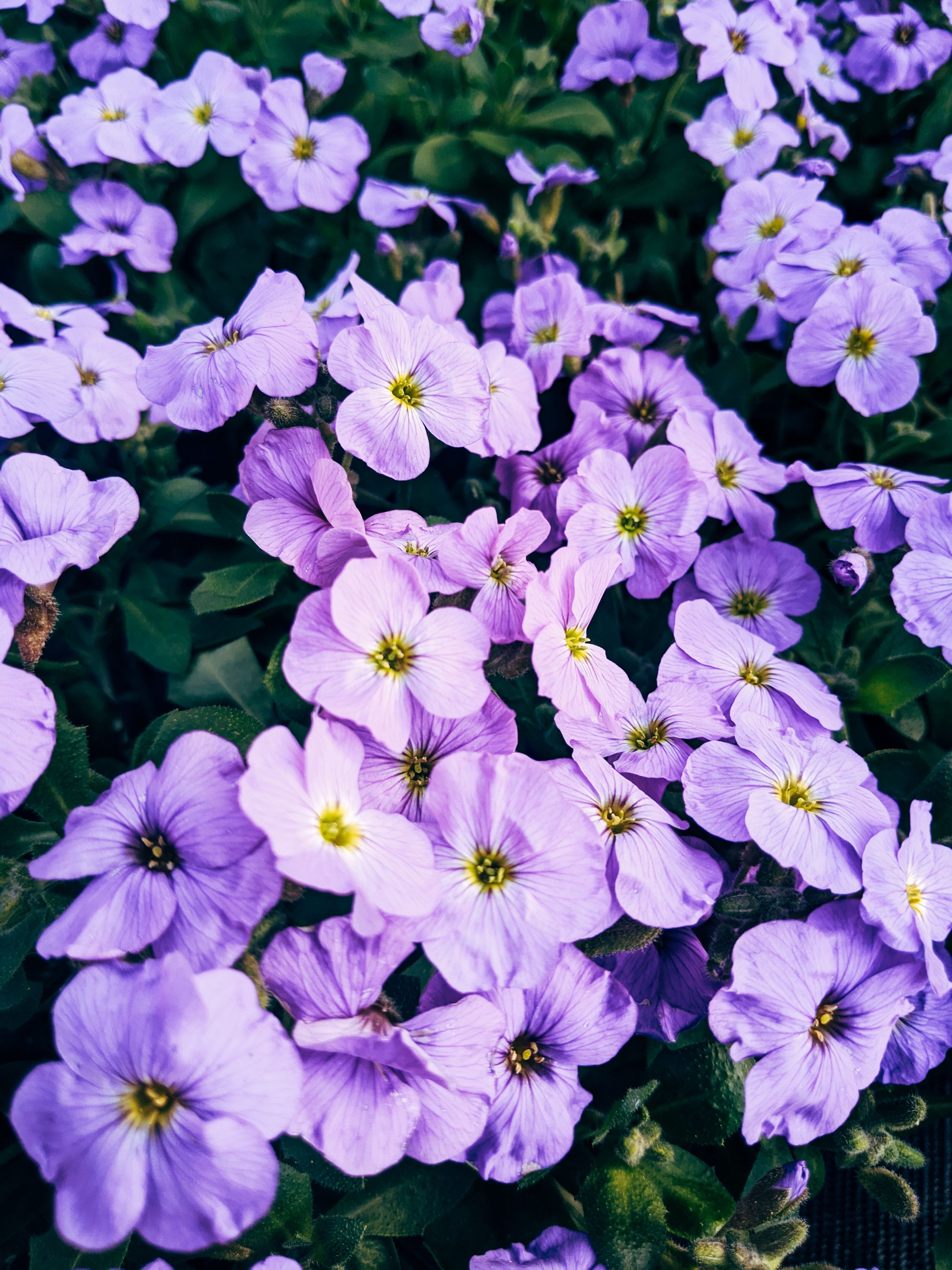 Botaner Photos, Download The BEST Free Botaner Stock Photos & HD Images