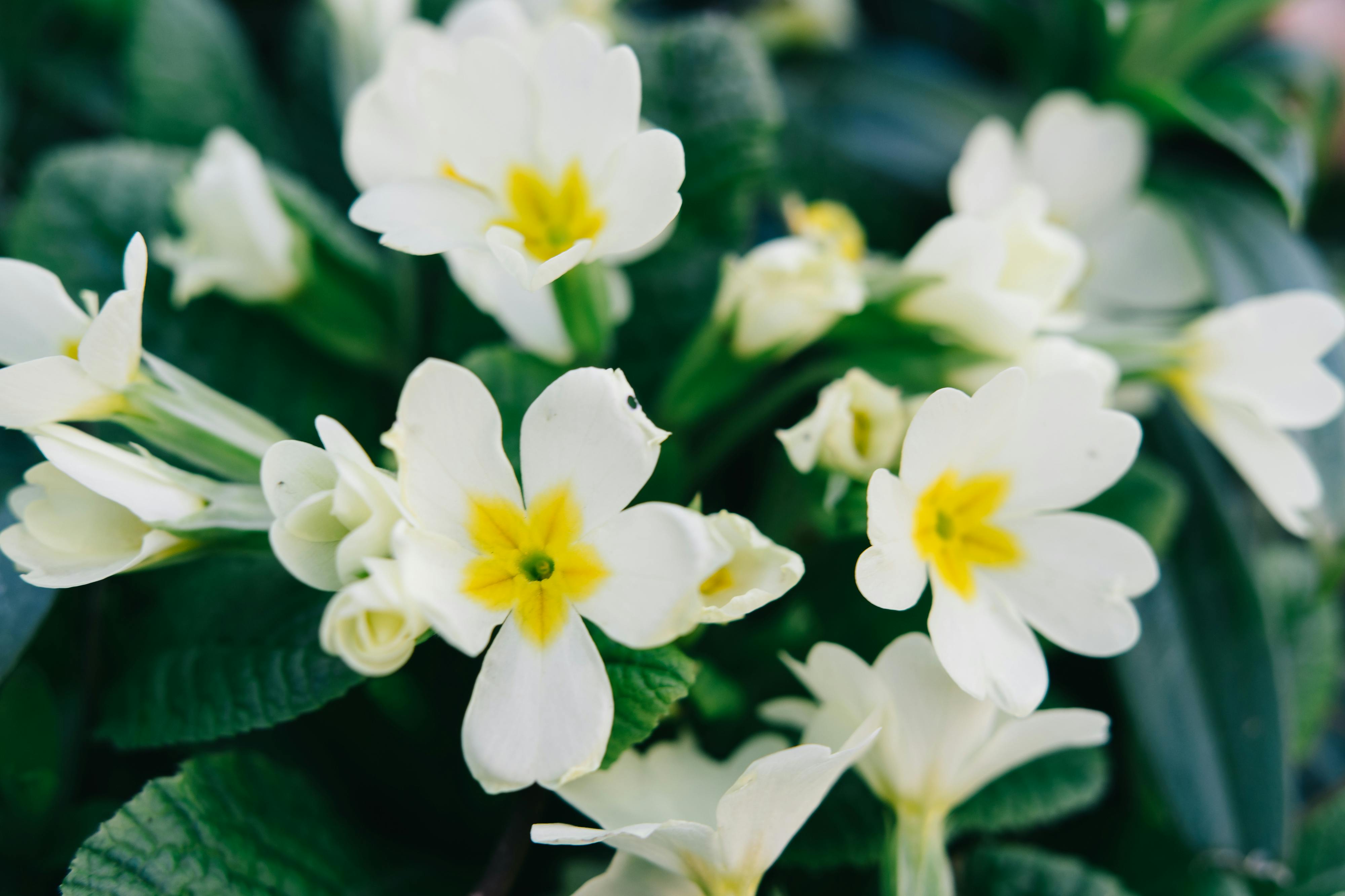 Primrose Photos, Download The BEST Free Primrose Stock Photos & HD Images