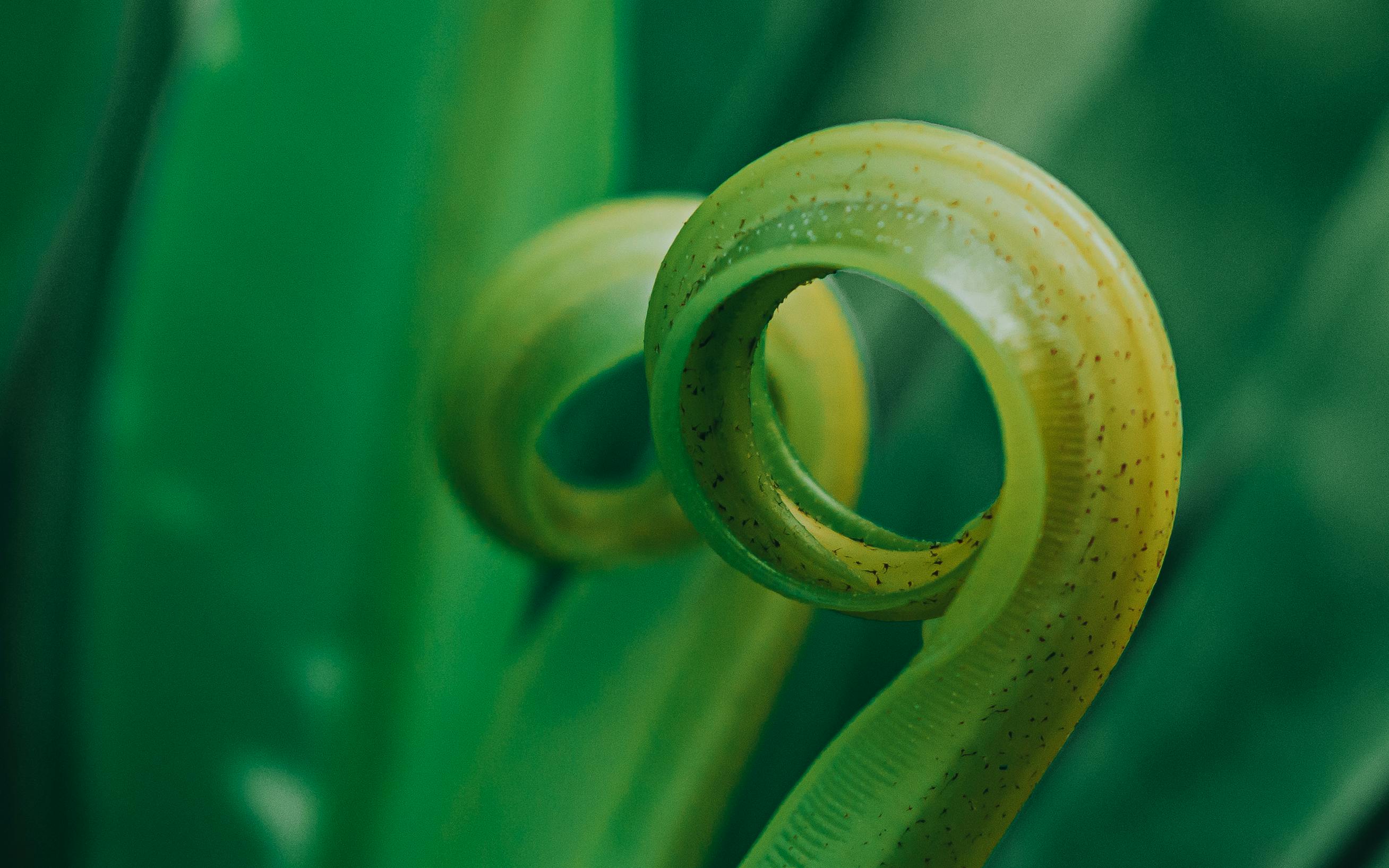 Macro Photography of Blue-leaf Plant · Free Stock Photo