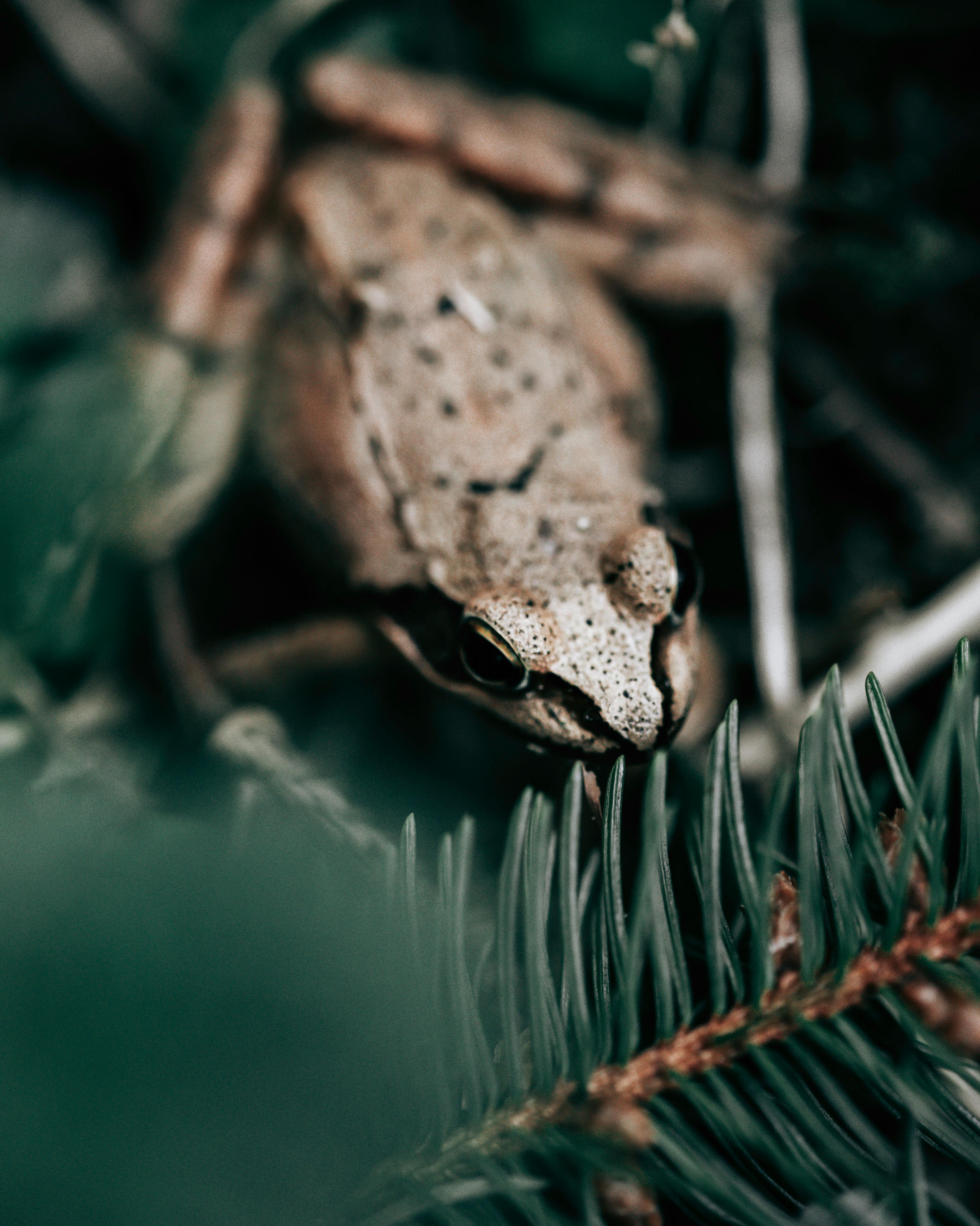 Brown Frog in Close Up Shot · Free Stock Photo