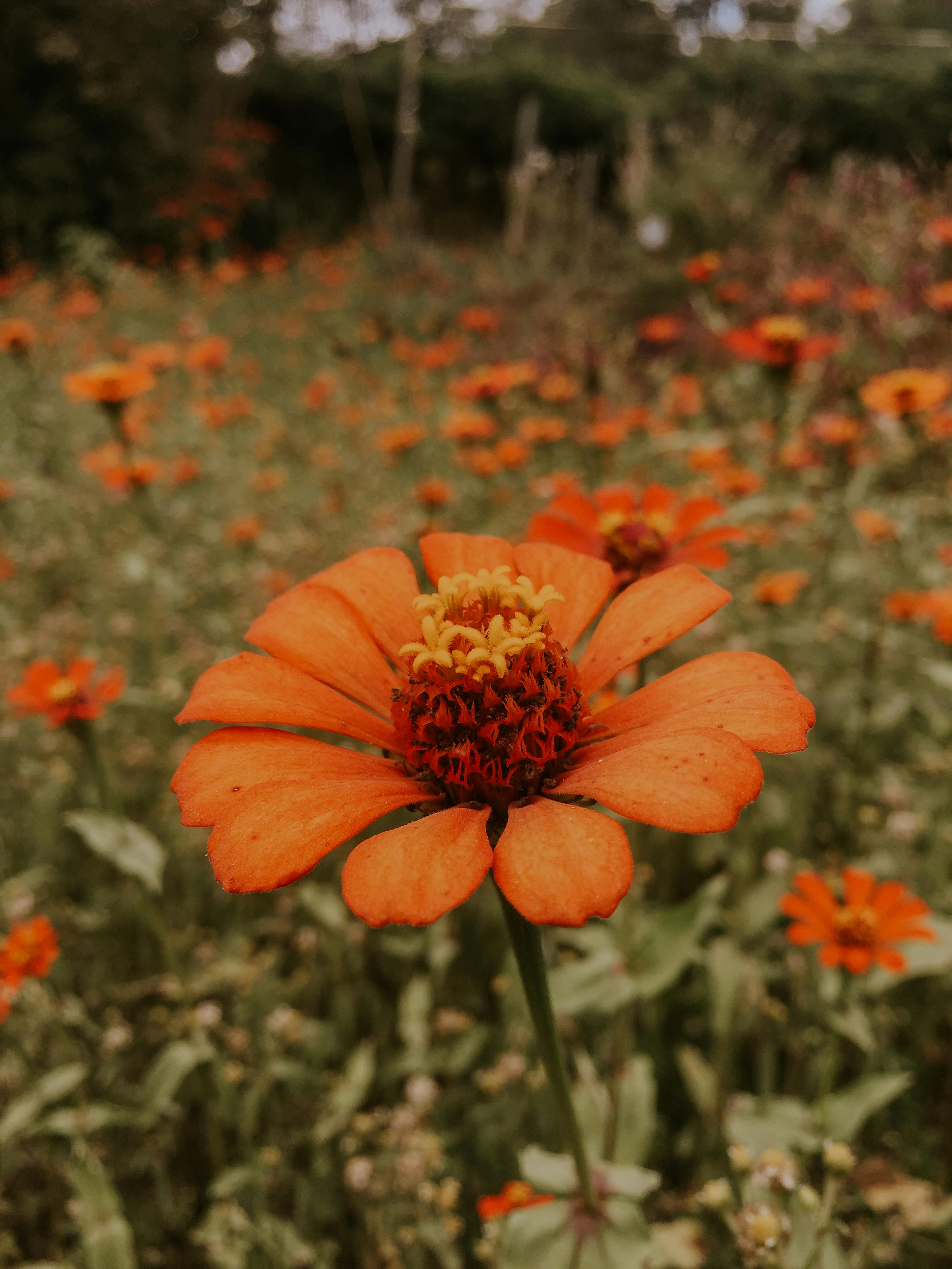 90+ Best Flor Photos · 100% Free Download · Pexels Stock Photos