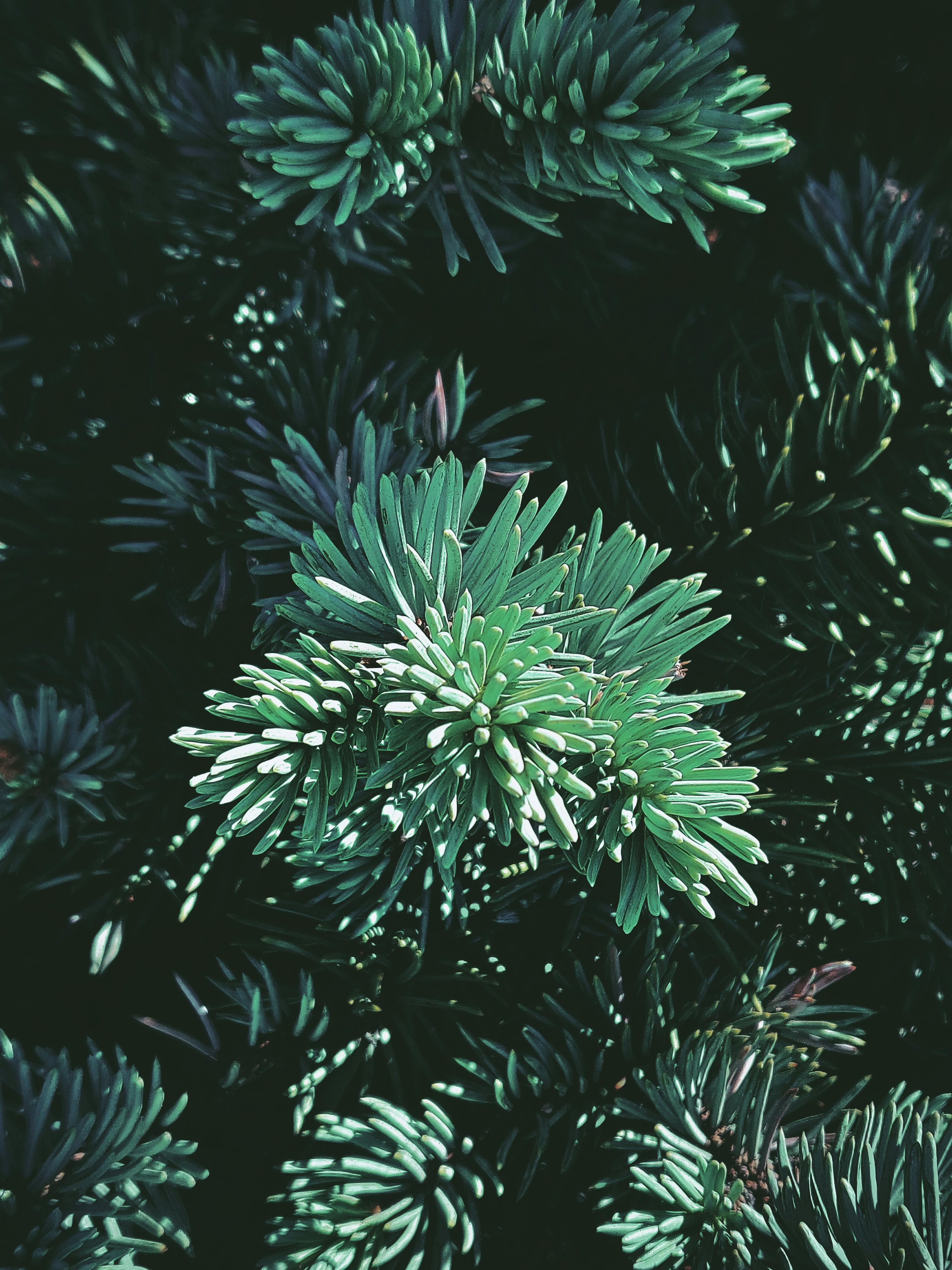 Light green spruce in sunlight · Free Stock Photo