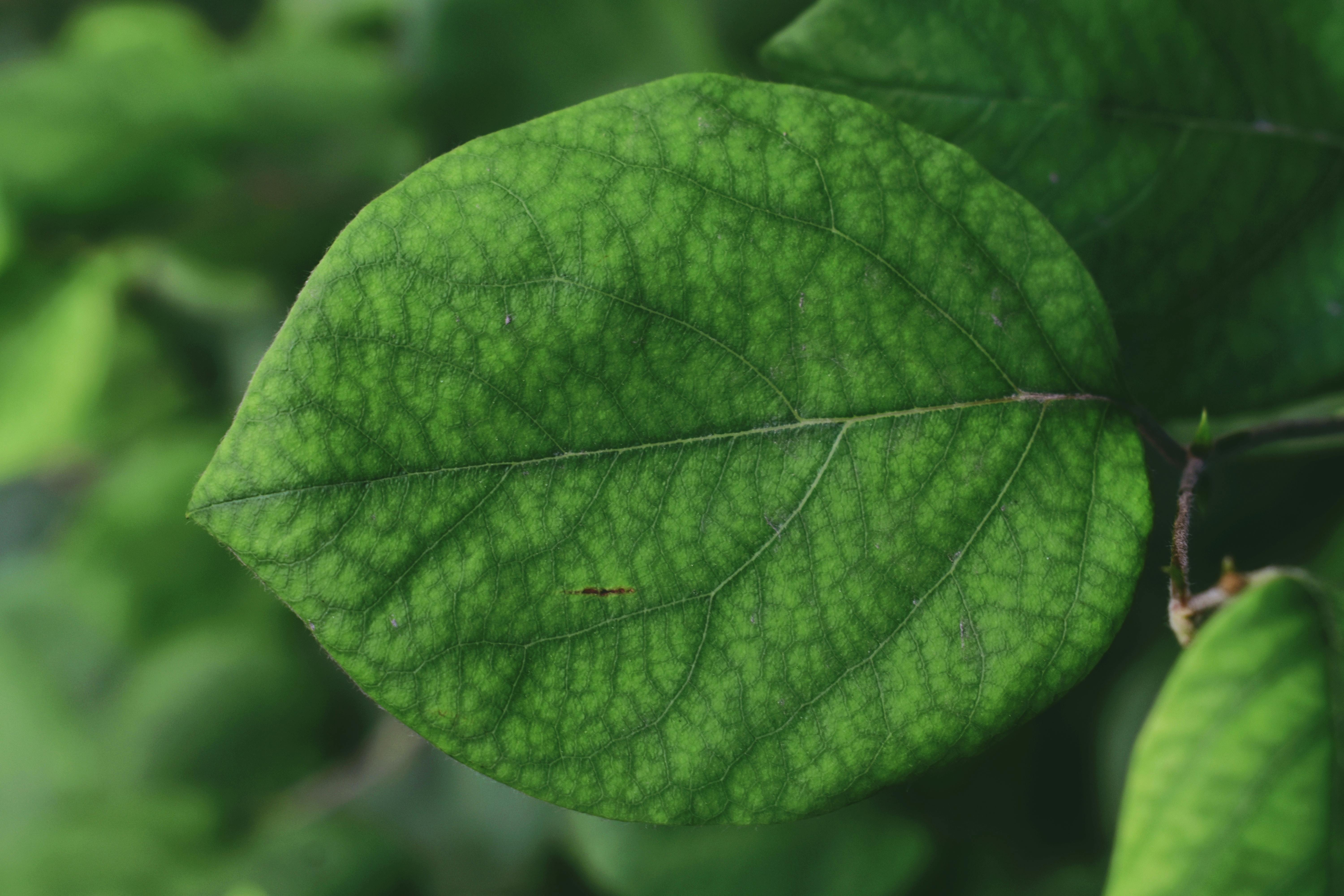 Shadow of home plant on wall · Free Stock Photo