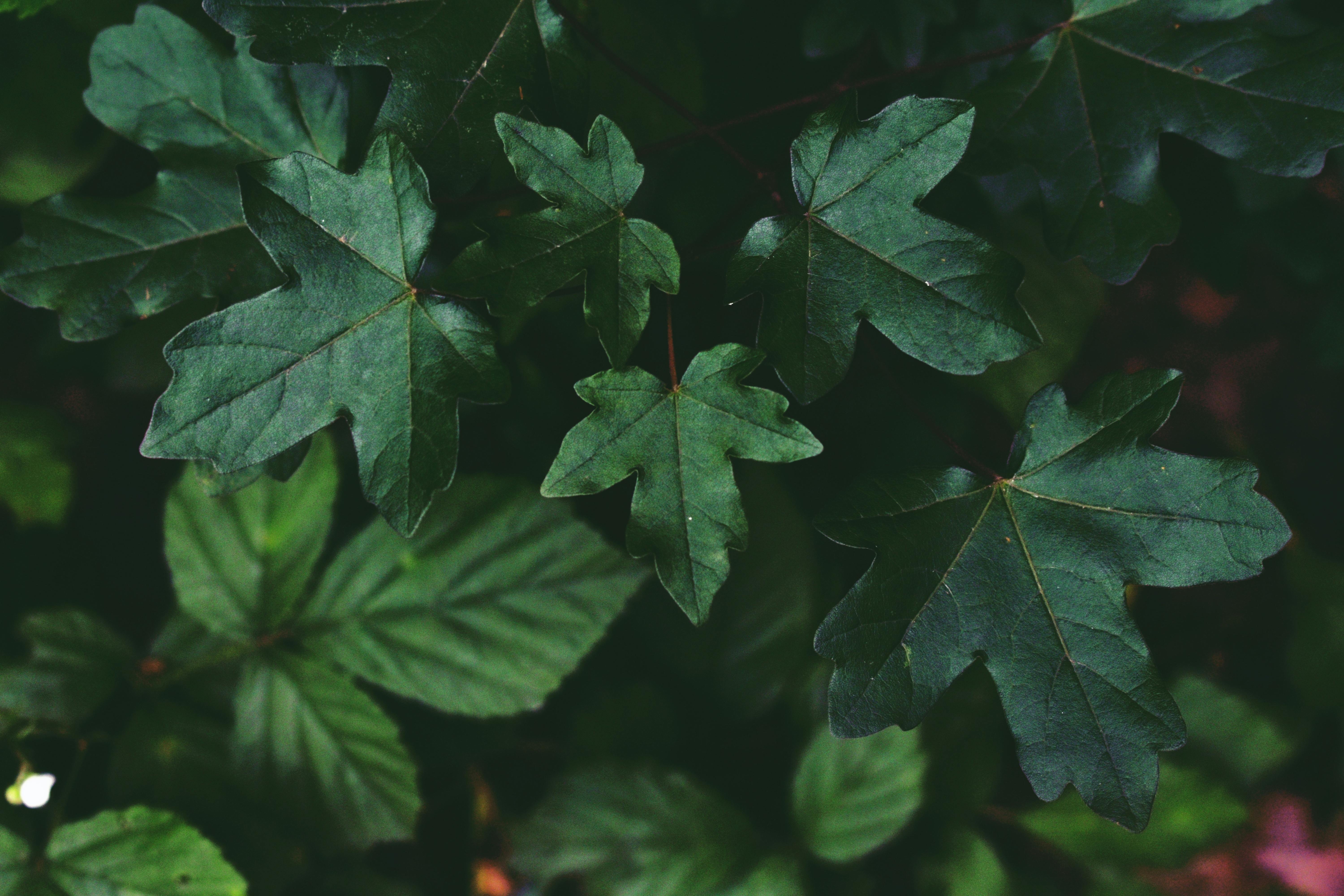 Shiny leaves of Acer campestre · Free Stock Photo