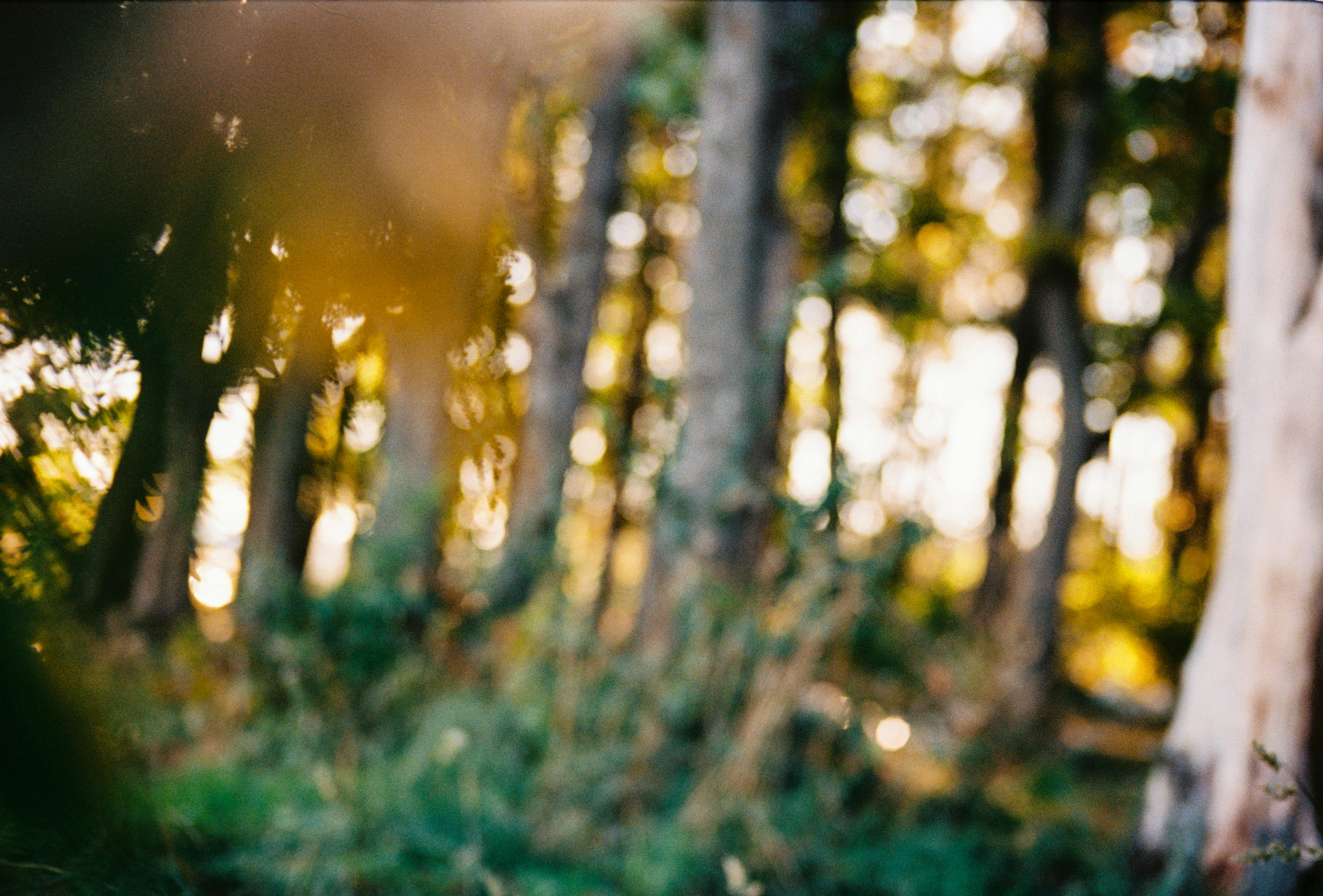 Trees Out of Focus · Free Stock Photo