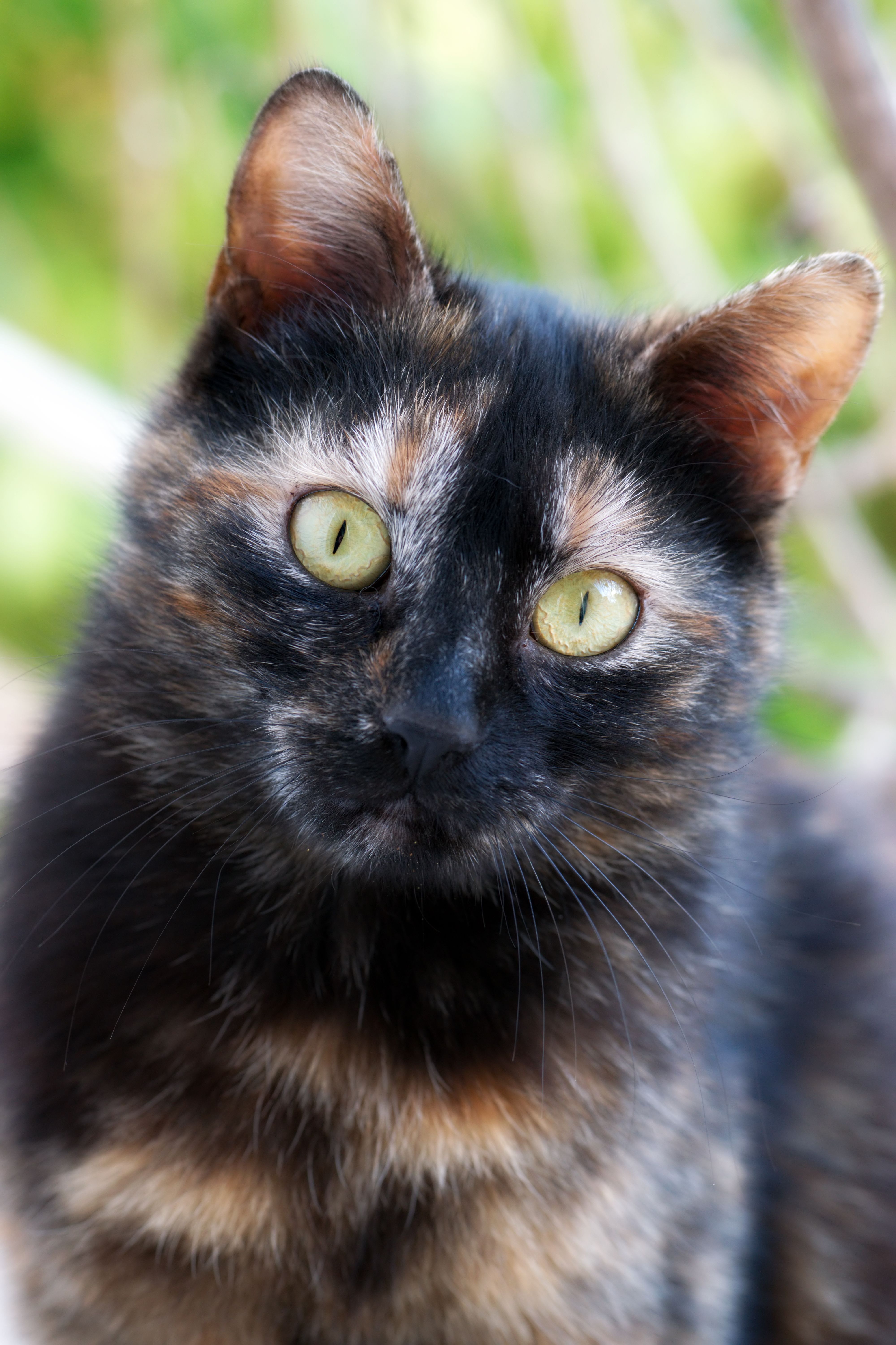 1000+ Fotos de Gato Negro Pexels · Fotos de stock gratis
