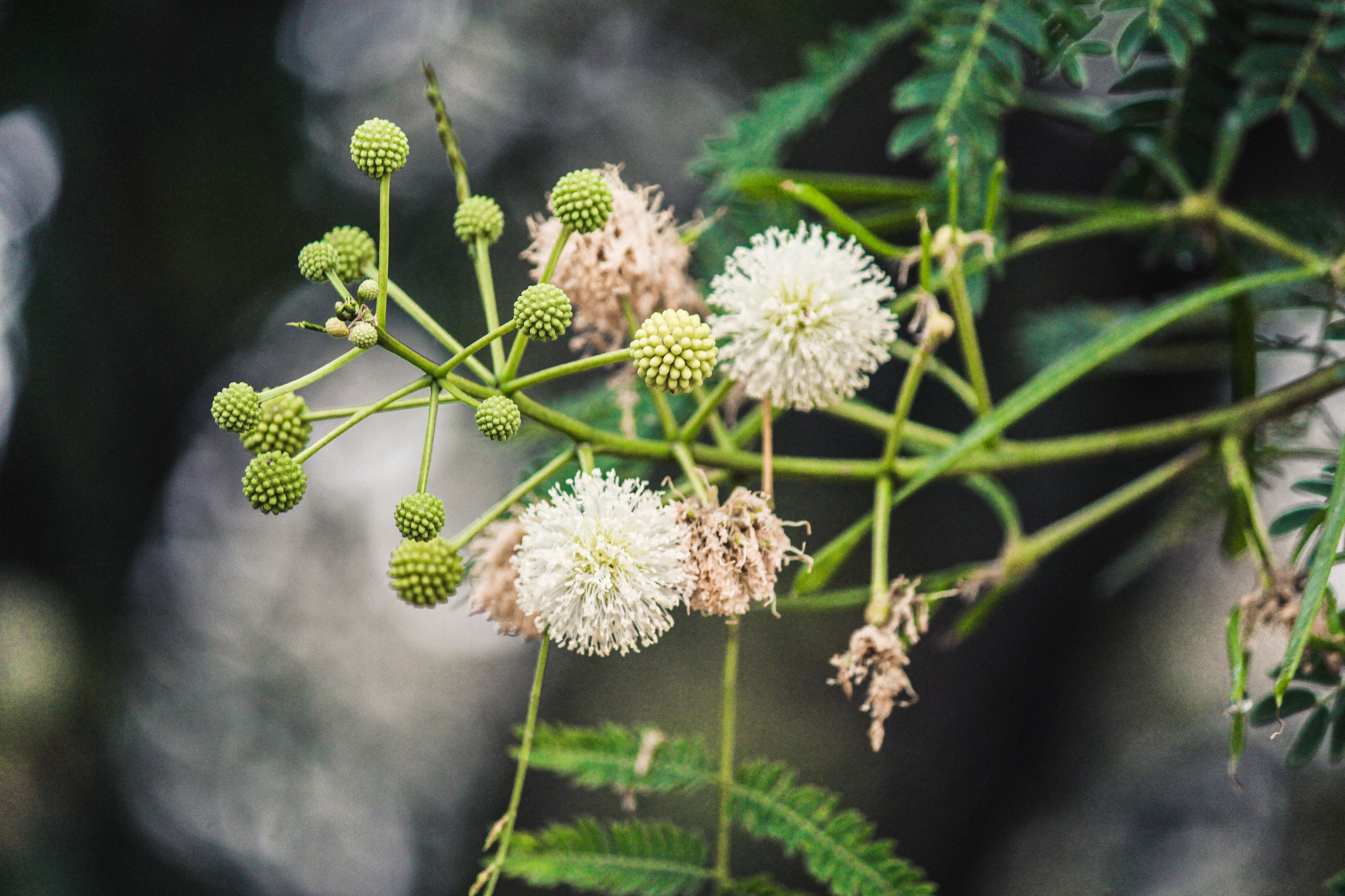 Tamarind Photos, Download The BEST Free Tamarind Stock Photos & HD Images