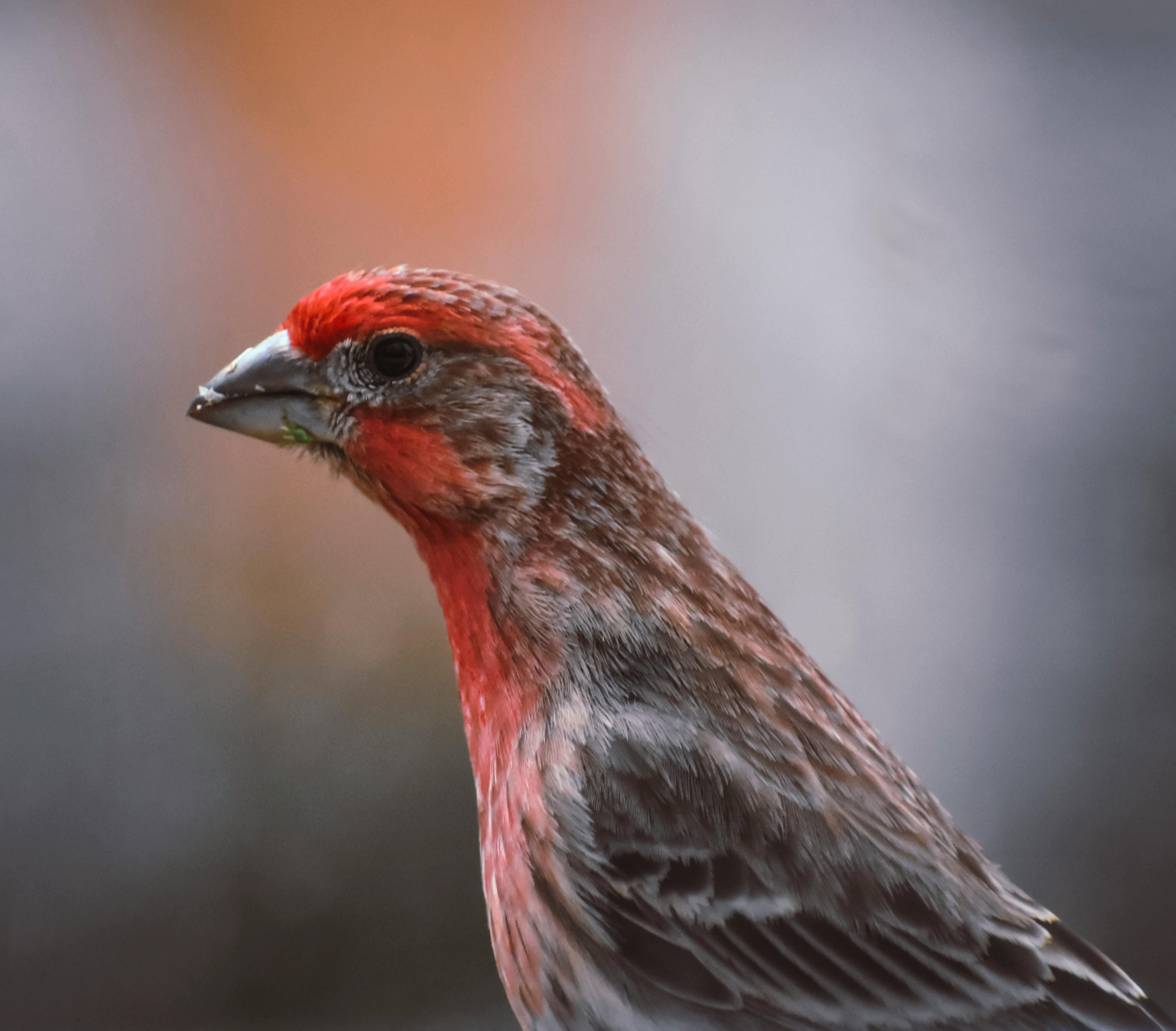 Predatory bird with colorful plumage in zoo · Free Stock Photo