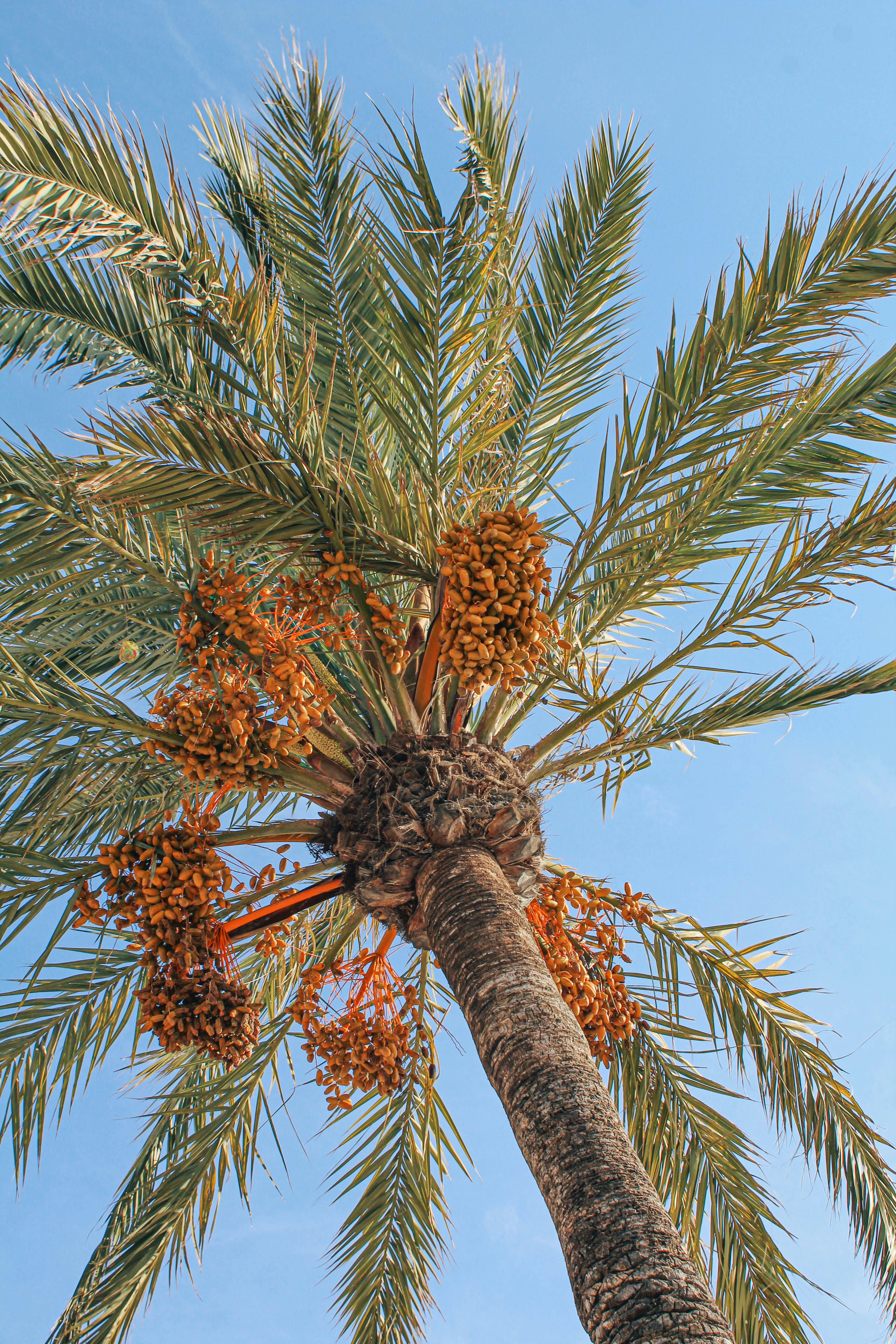 Low Angle View of Palm Tree · Free Stock Photo