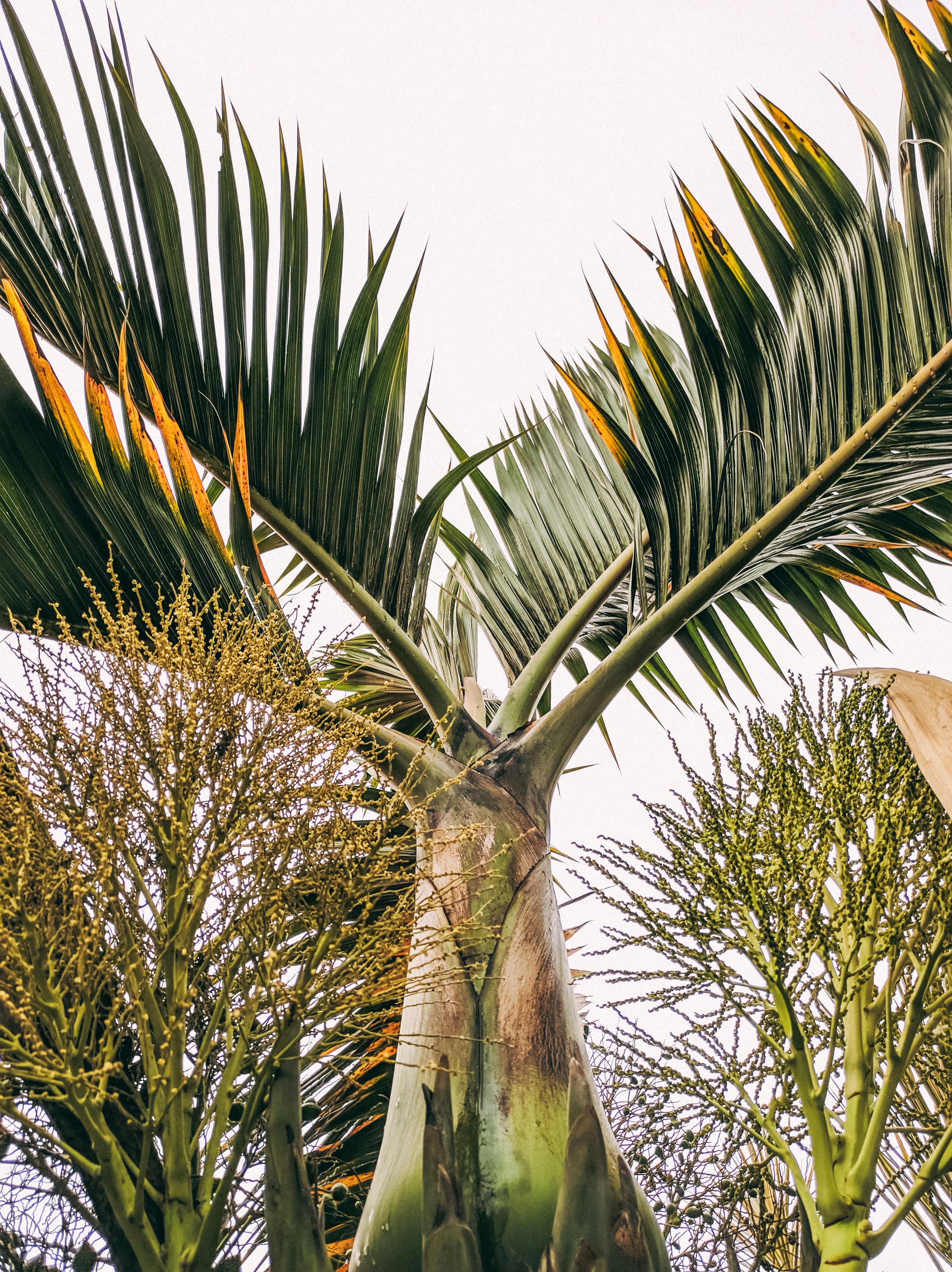 Palm leaves on tree against cloudy sky · Free Stock Photo