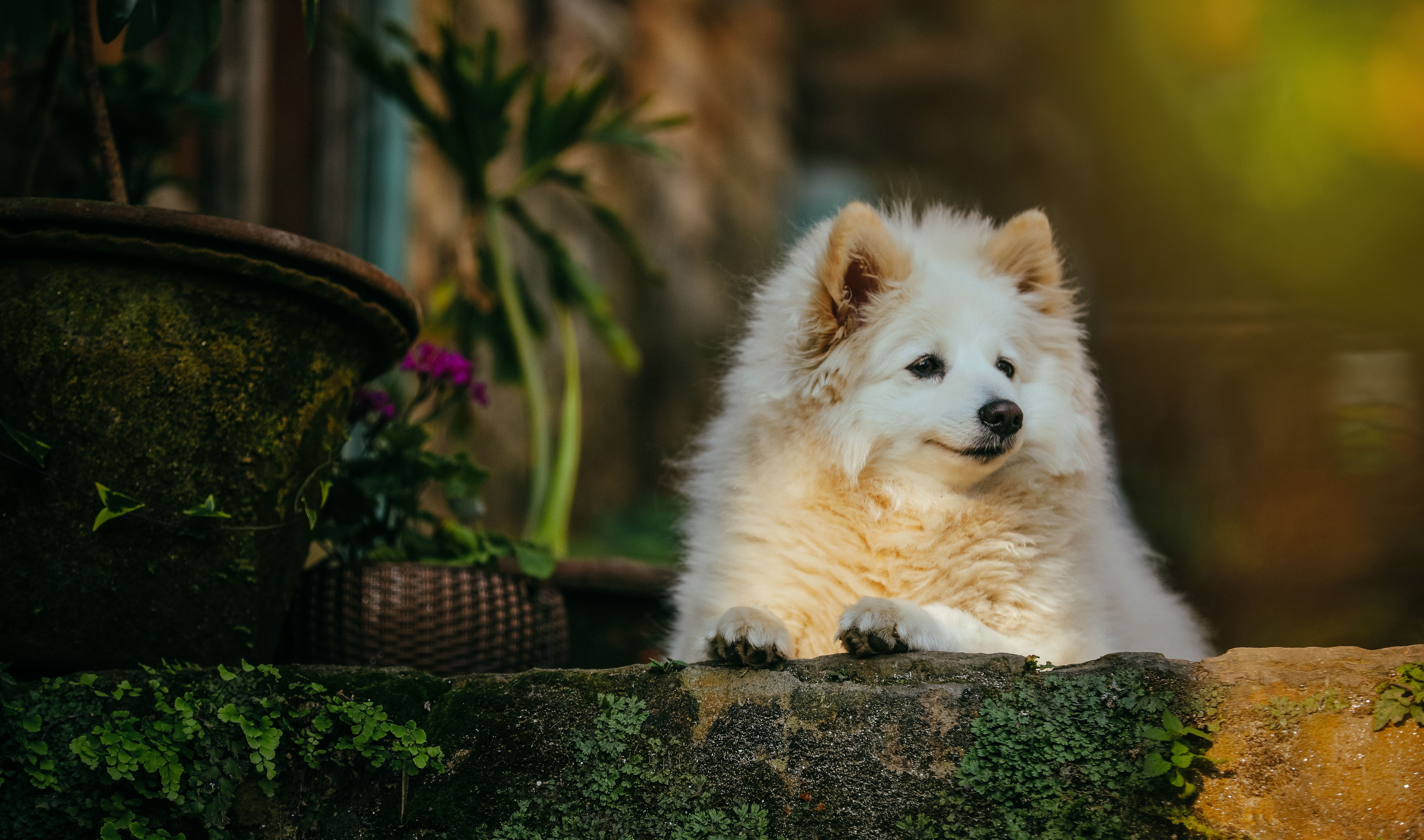 Template Fur Pot Photos, Download The BEST Free Template Fur Pot Stock ...