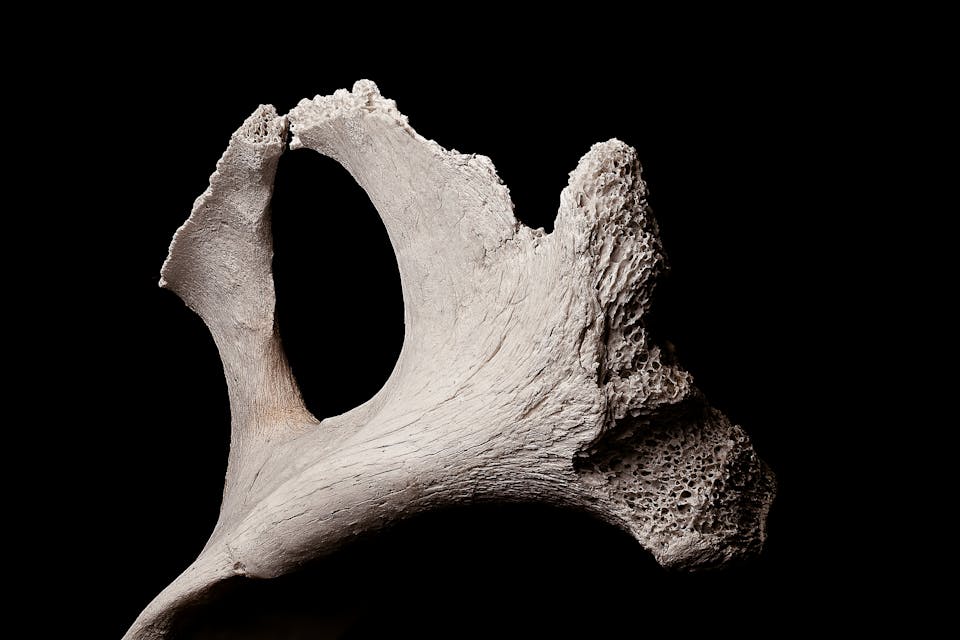 Understanding Dog Skeleton Bones and Musculoskeletal Health