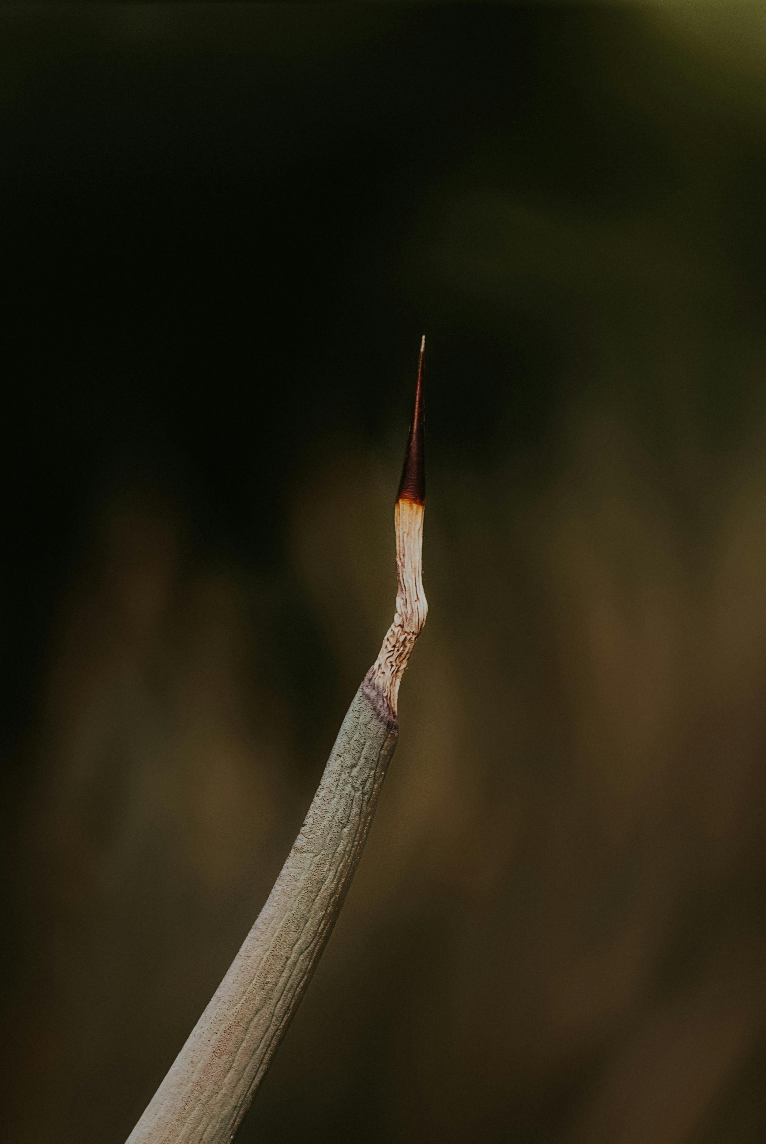 Close-up of a Person Sharpening a Stake · Free Stock Photo