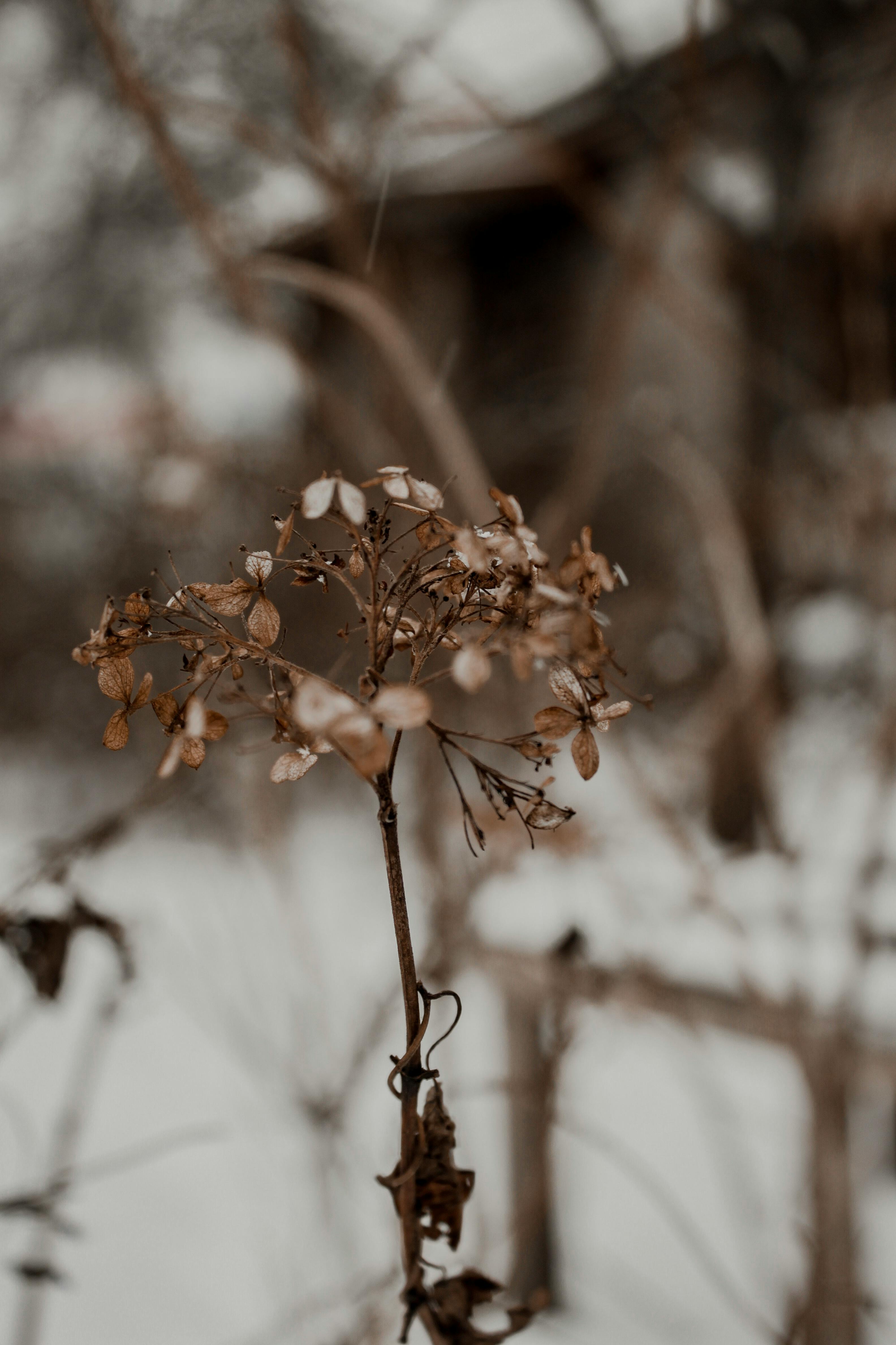 Withered Flower · Free Stock Photo