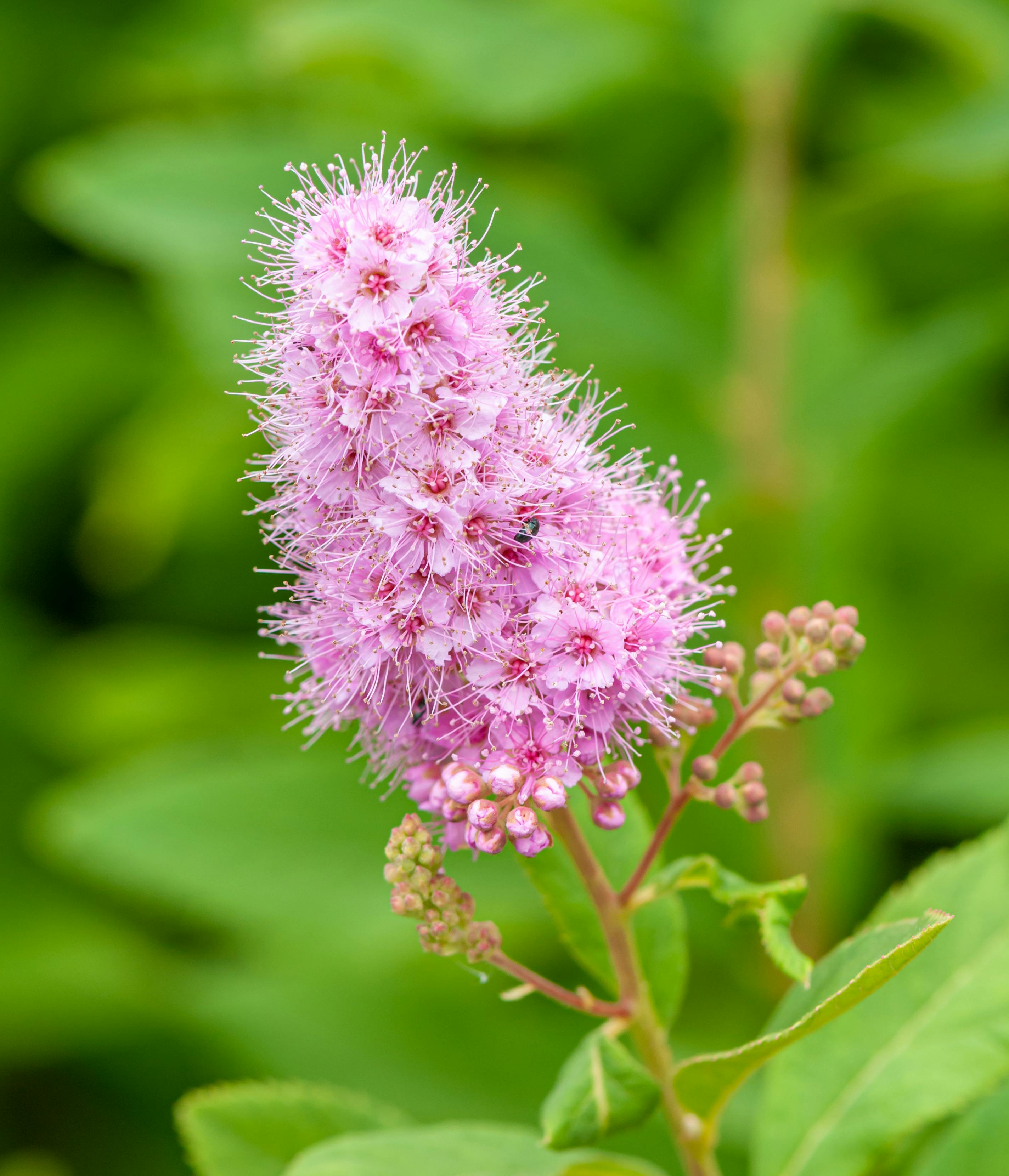 Hardhack blooming flower in foliage · Free Stock Photo