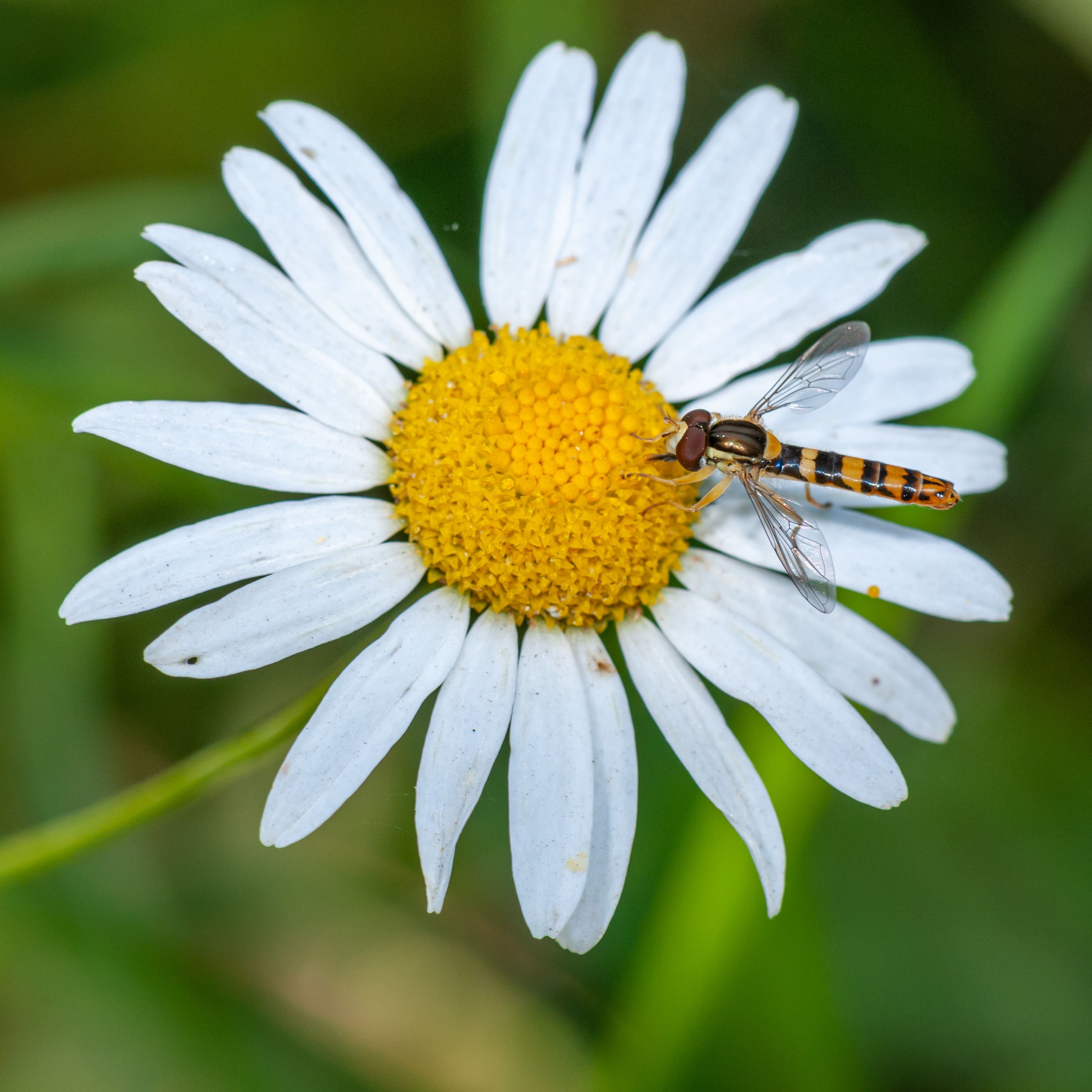 Dragonfly on White Daisy in Close Up Photography · Free Stock Photo