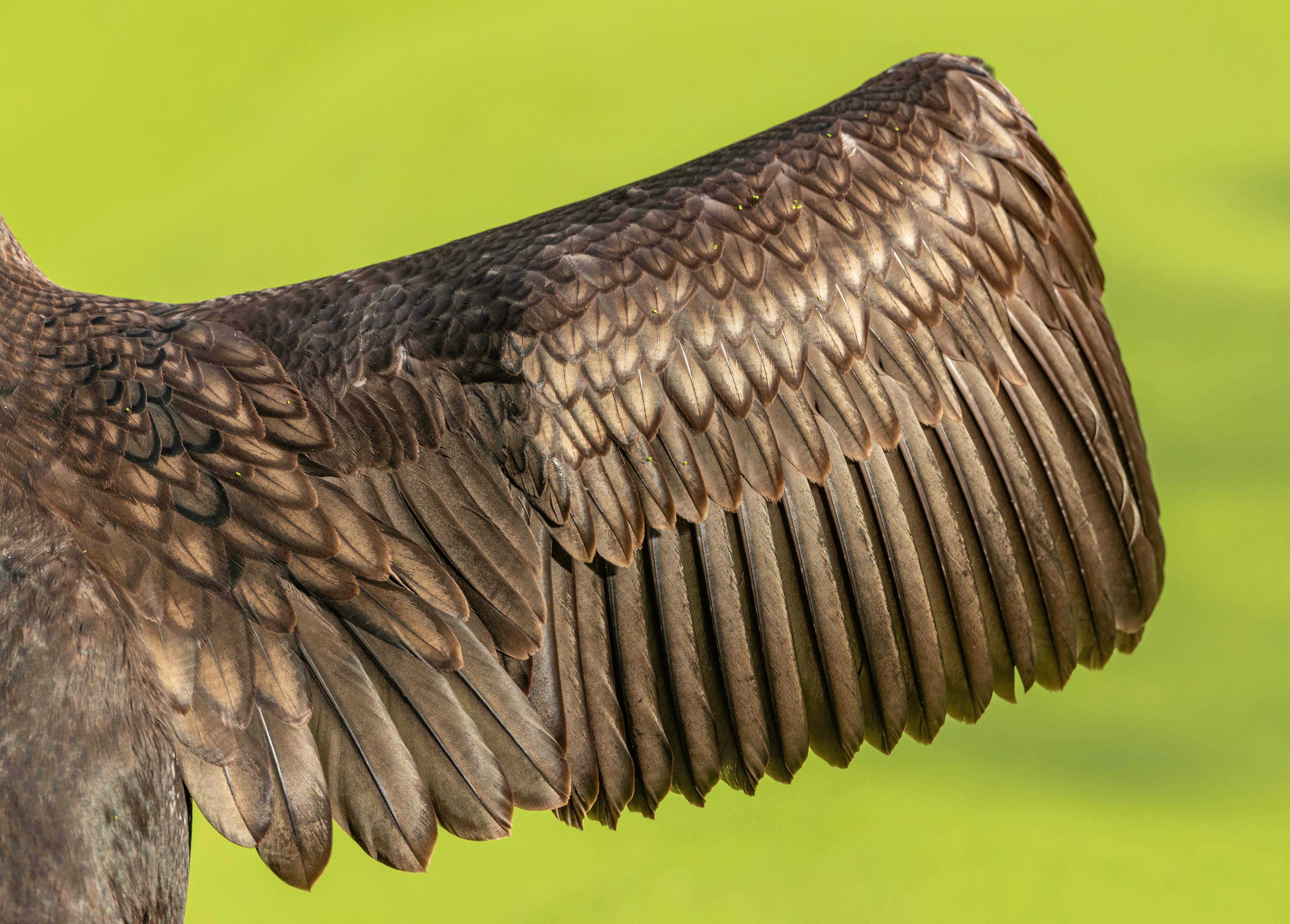 Bird Wing in Close Up Photography · Free Stock Photo