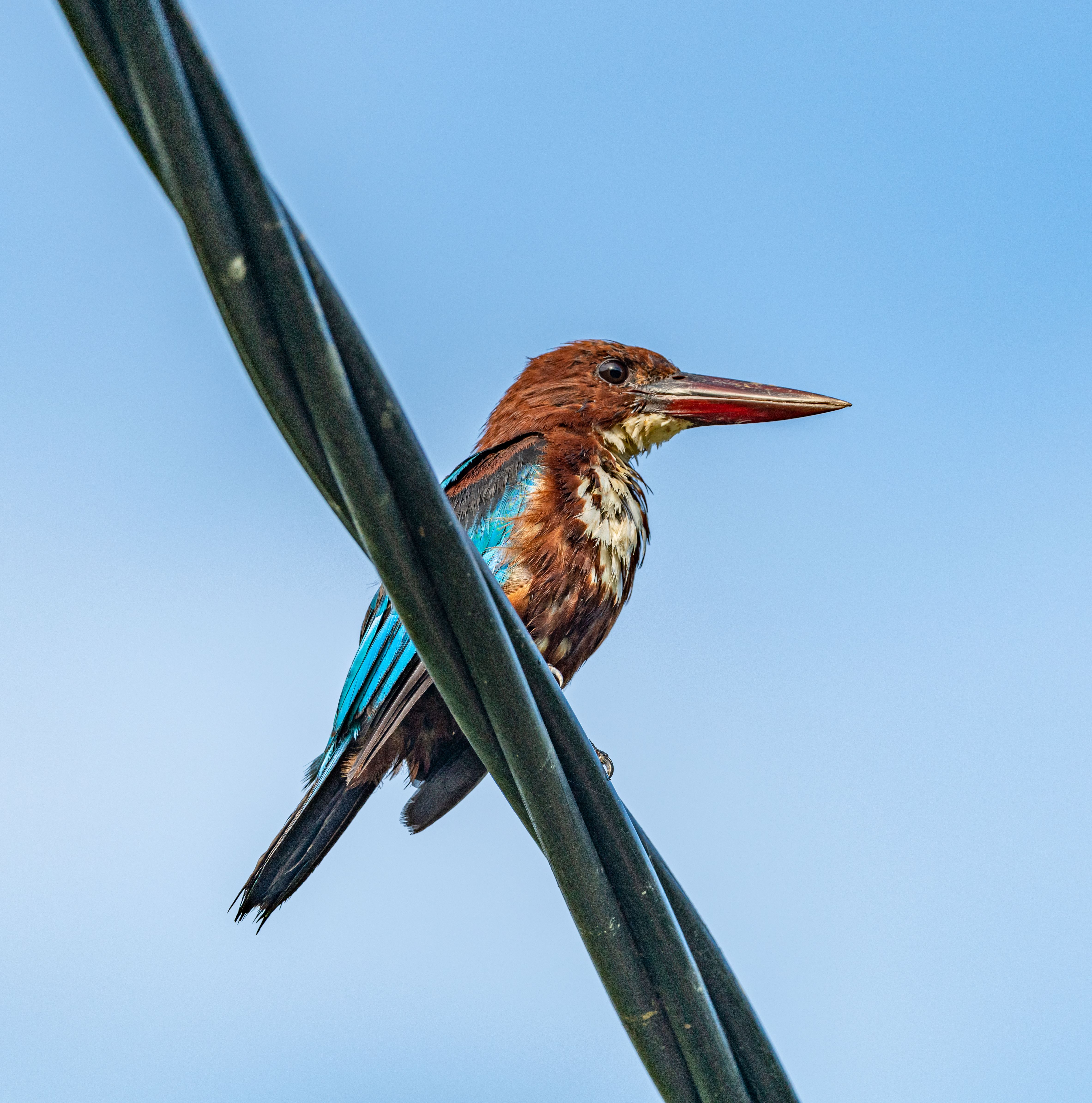 Colorful single kingfisher on wire · Free Stock Photo