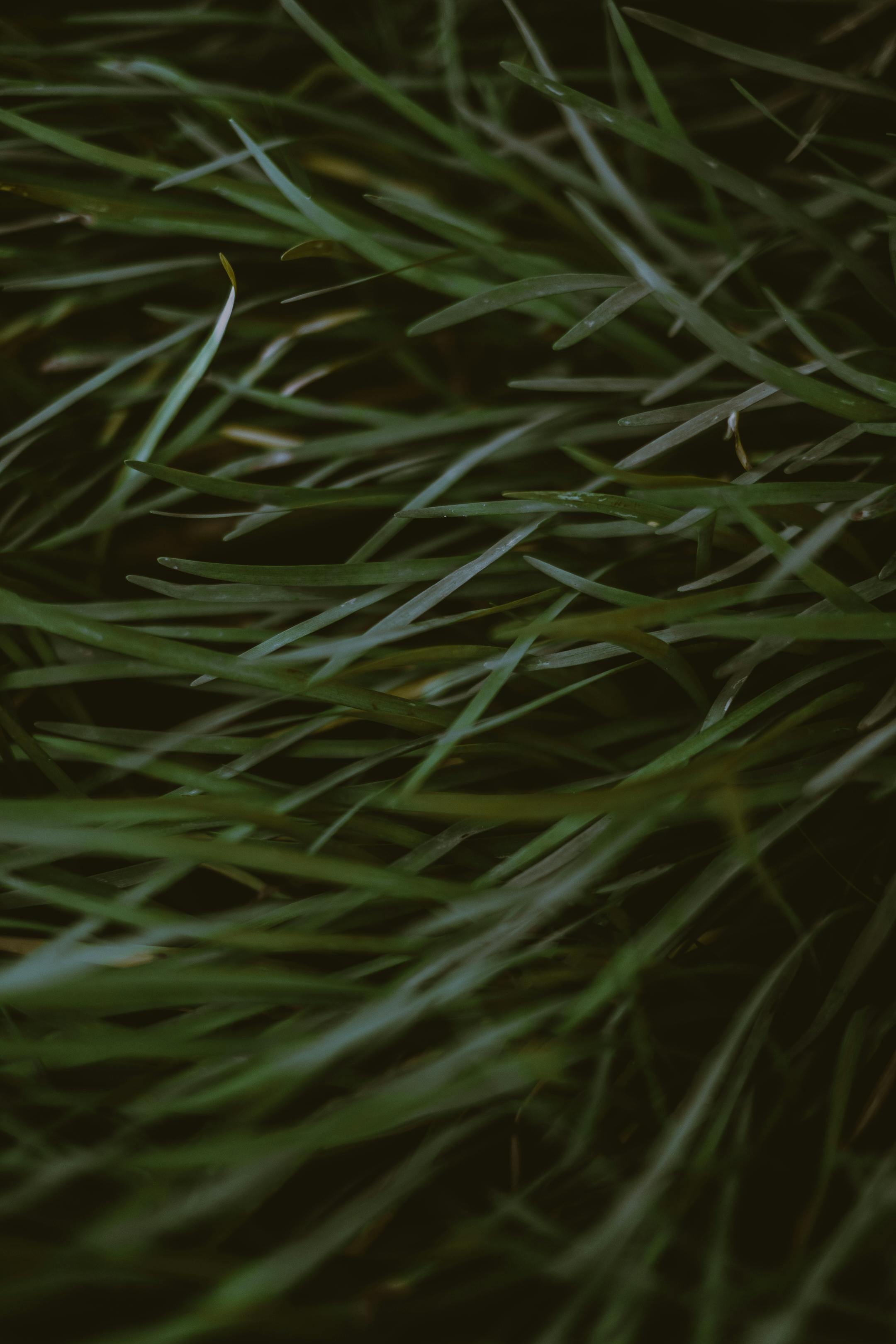 Green Grass in Close Up Photography · Free Stock Photo
