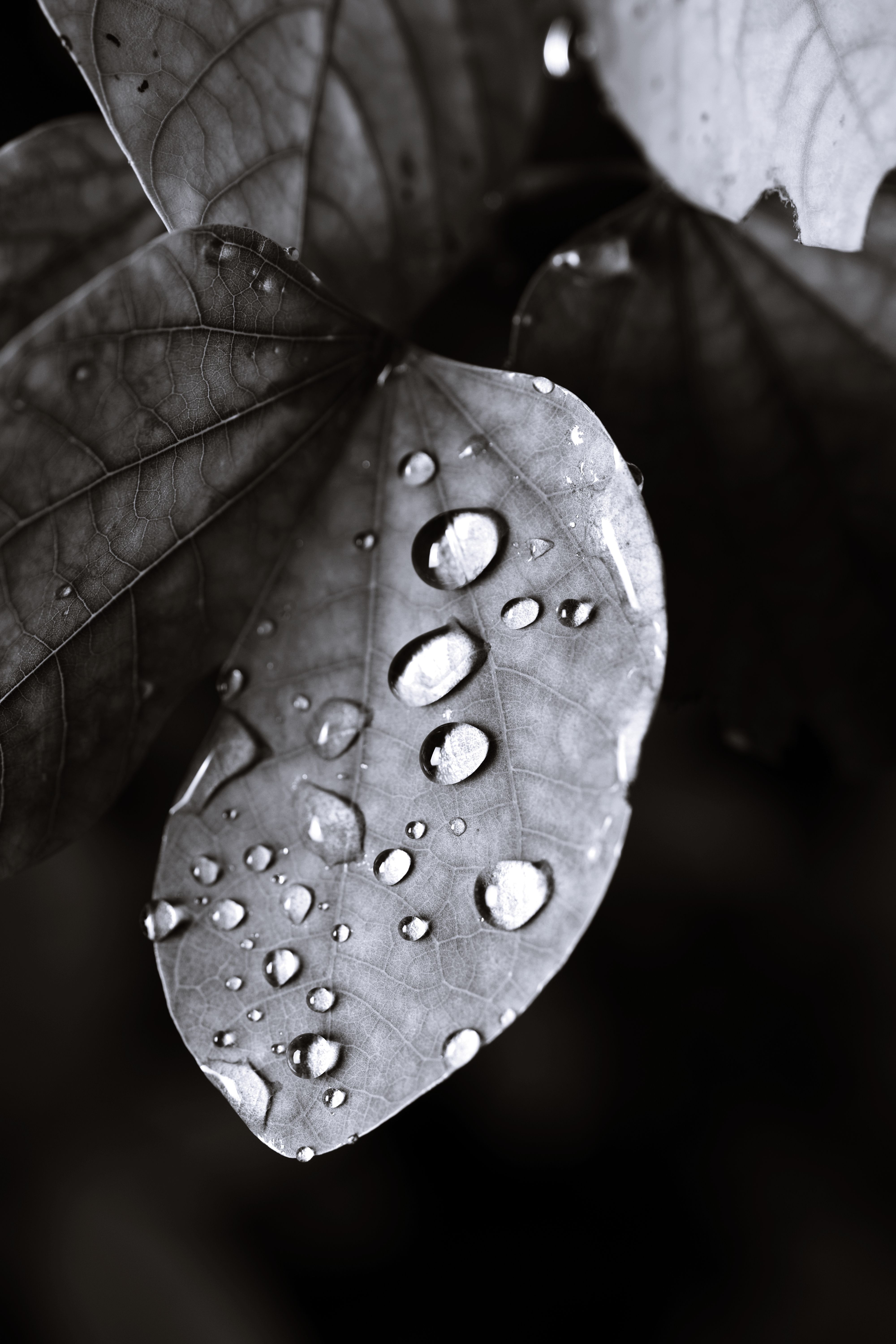 Rain 5 Photos & Videos Collected by Pexels User