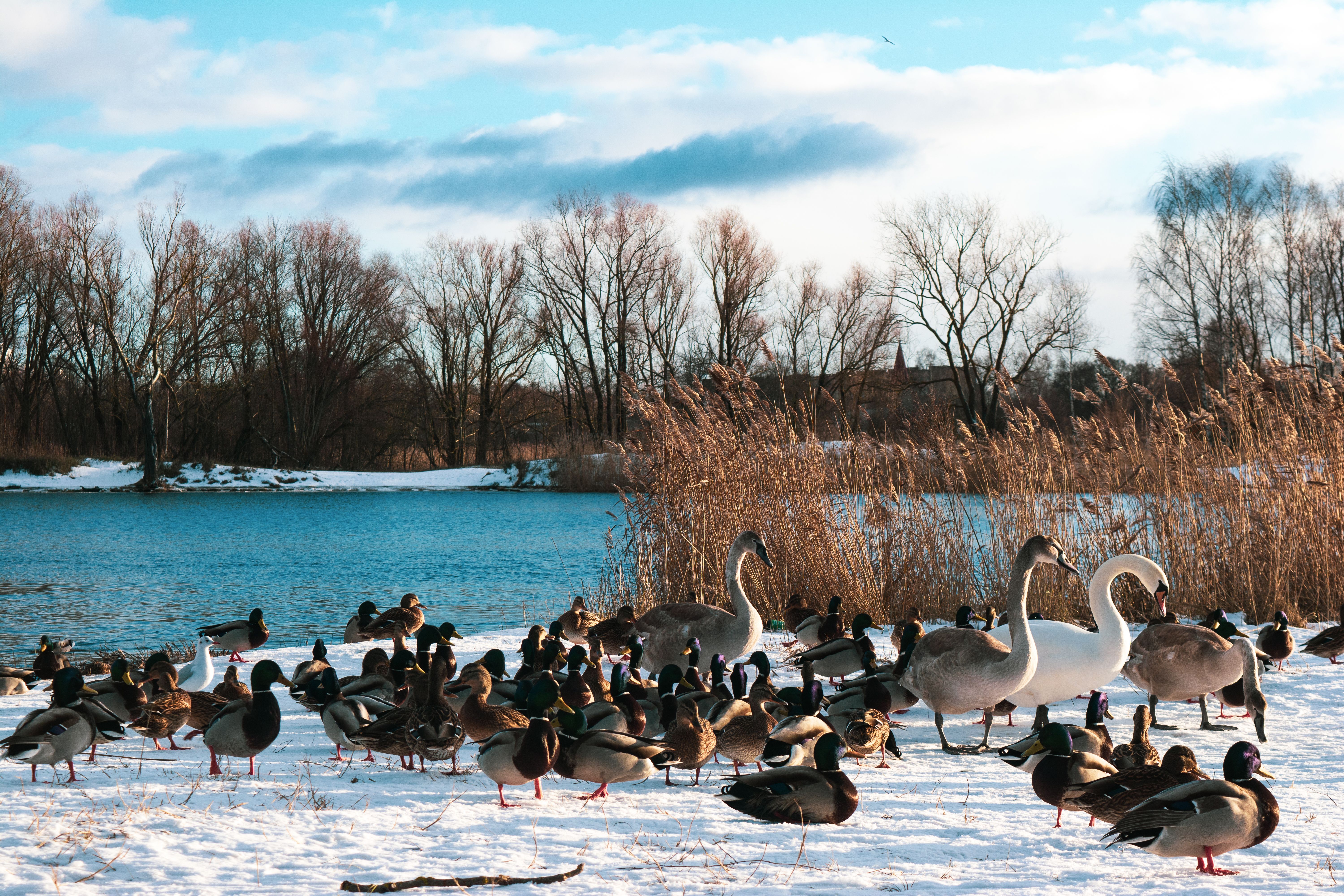 Swans on Snow Covered Ground Beside the Lake · Free Stock Photo
