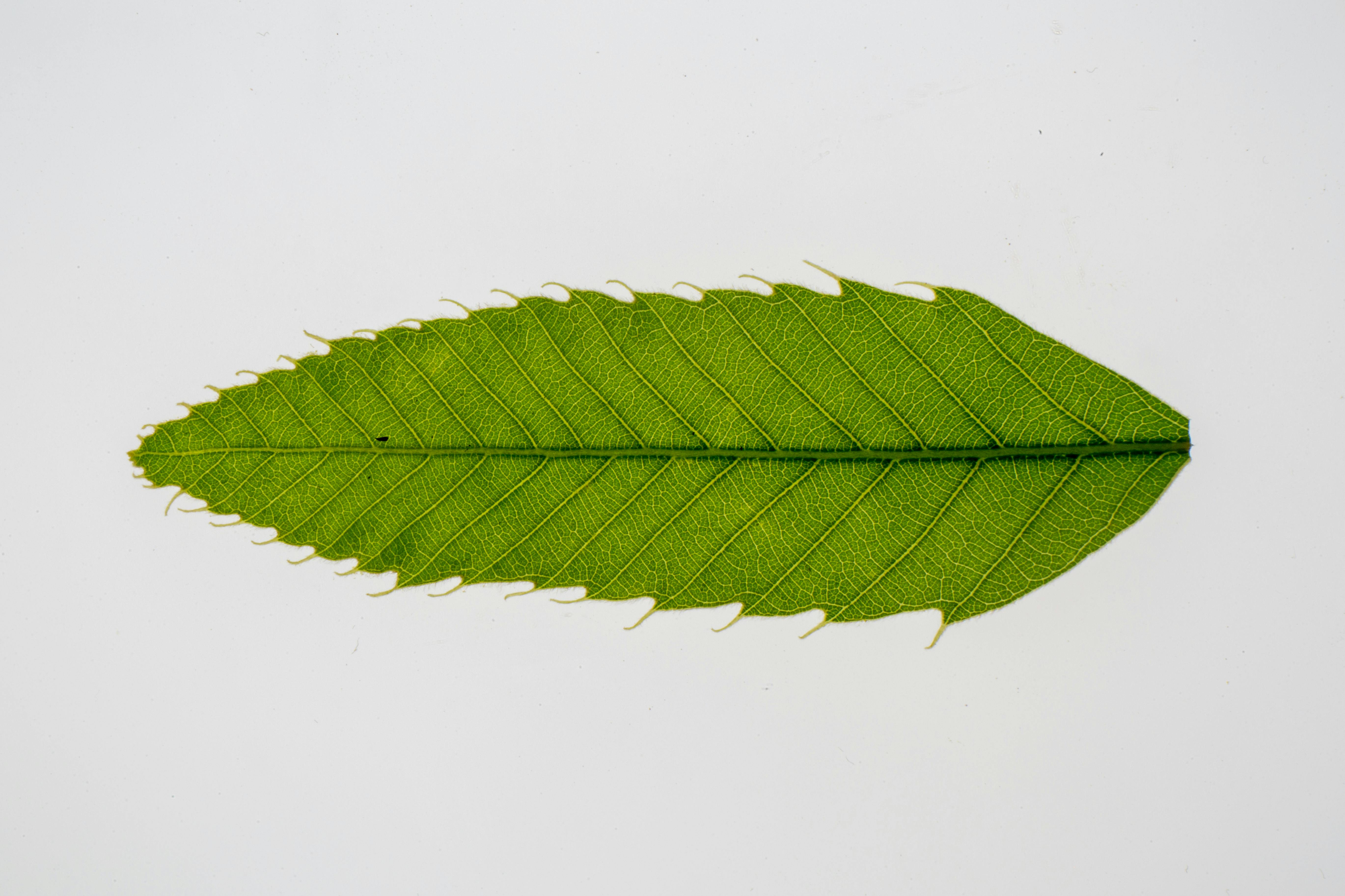 Green leaf of Castanea crenata Asian tree · Free Stock Photo